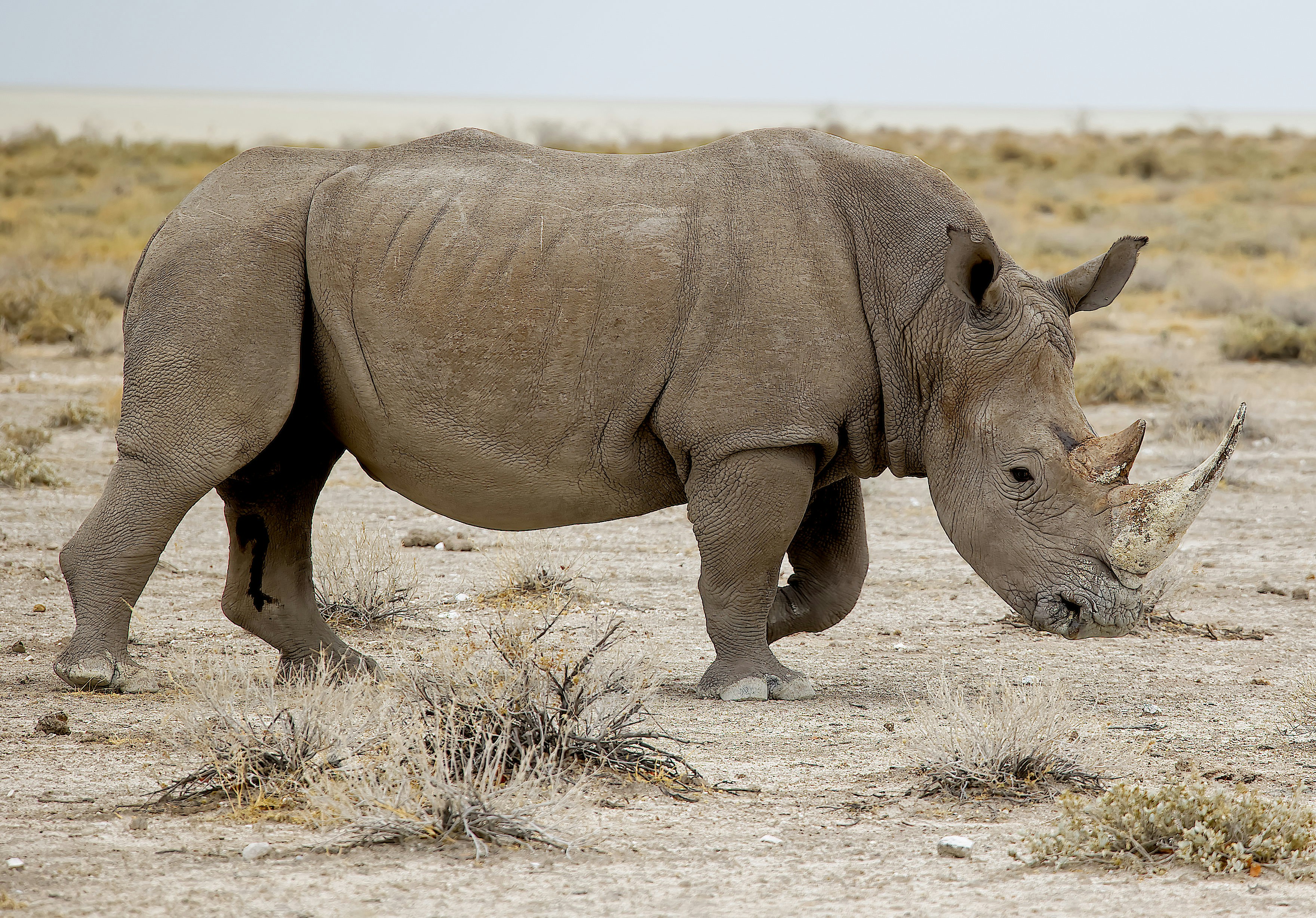 15 Amazing Facts About Rhinos You Probably Did Not Know - Animals ...