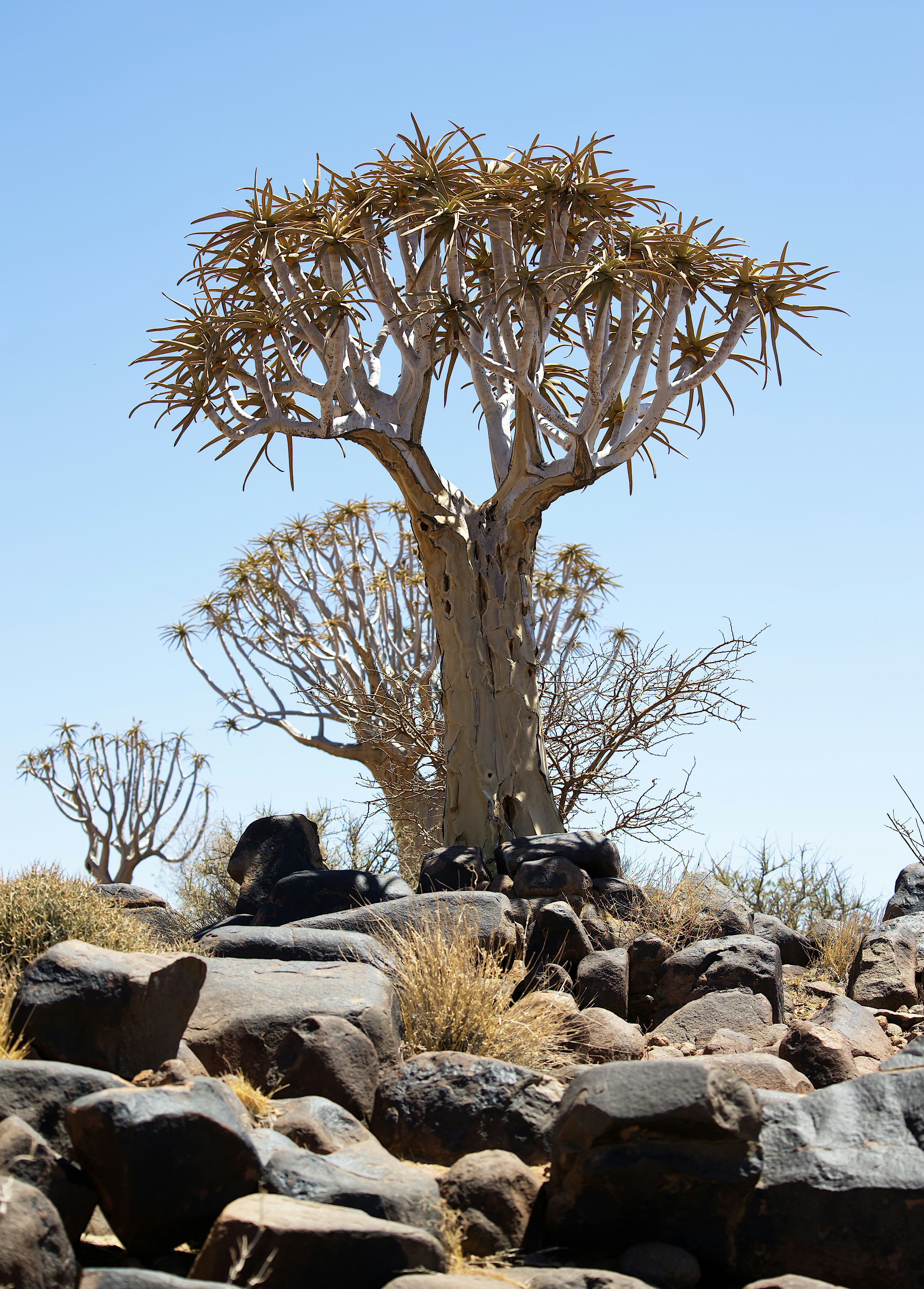 Azure Crest: The Quiver Tree Crowned by Sky Above a Field of Rocks