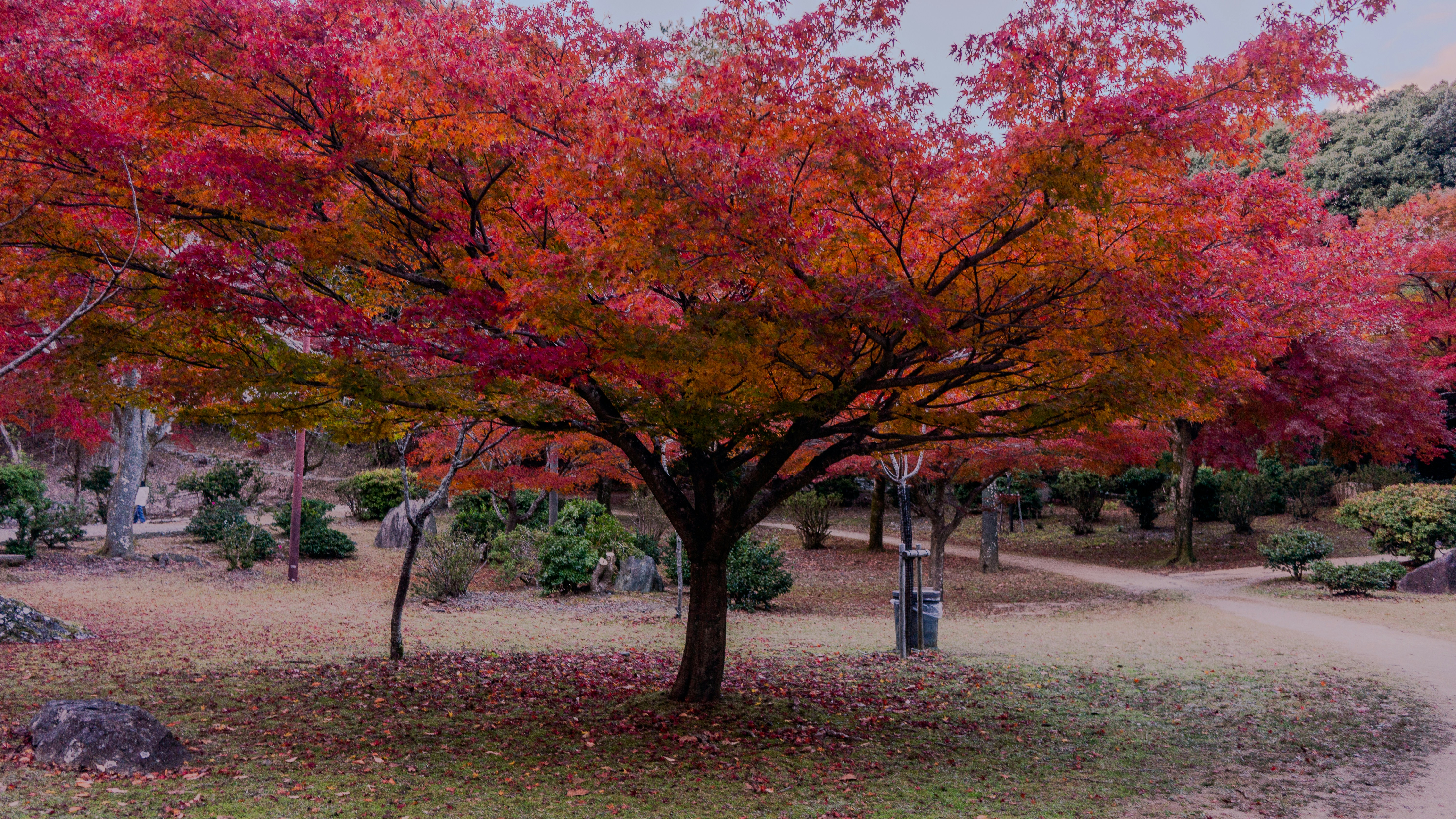 Autumnal Elegance: Crimson Canopy in Serenity