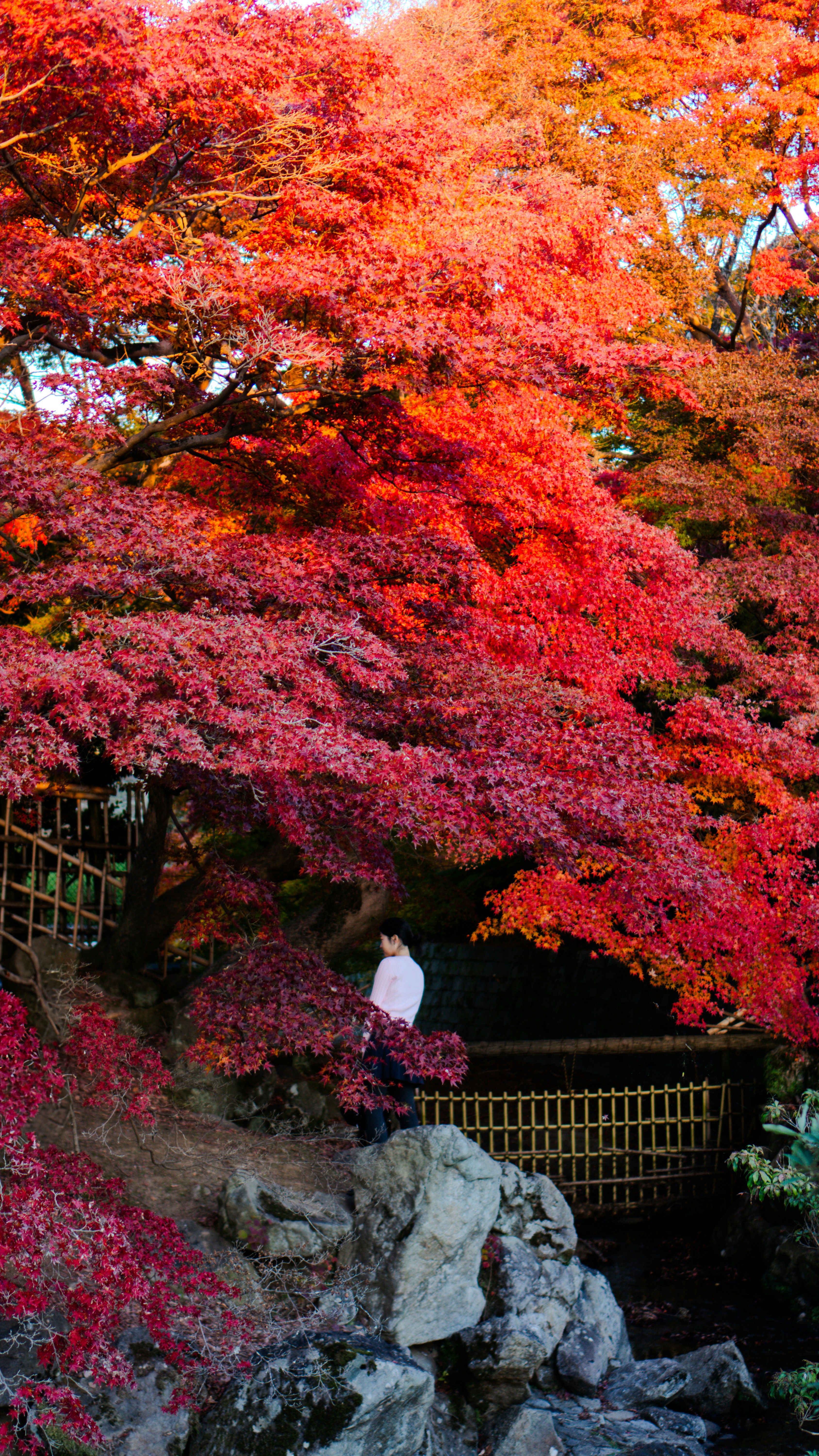 A person walking across a bridge in a forest photo – Free Nara park ...