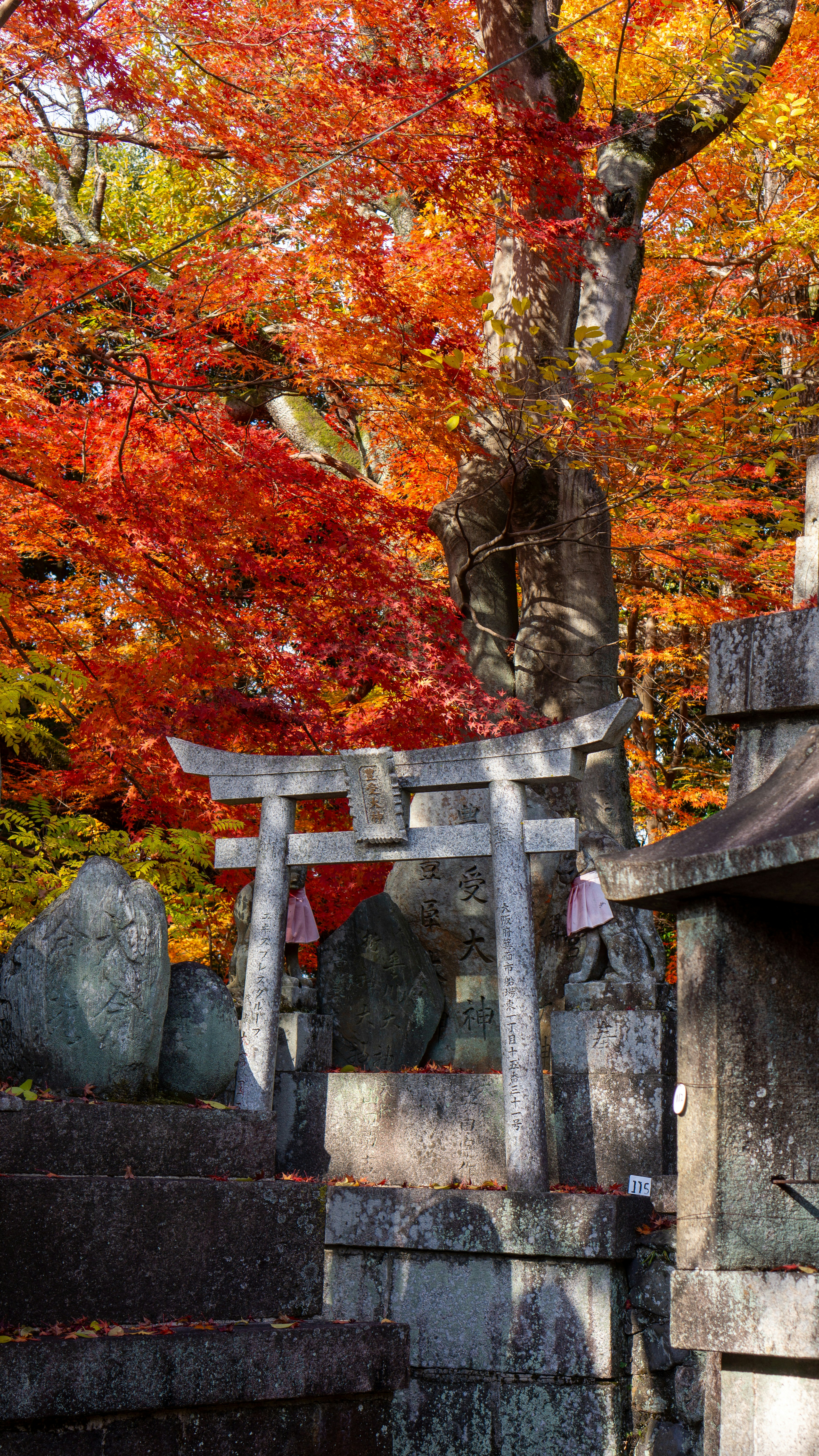 Autumn Gate: A Torii Framed by Crimson Maple in Sacred Stones