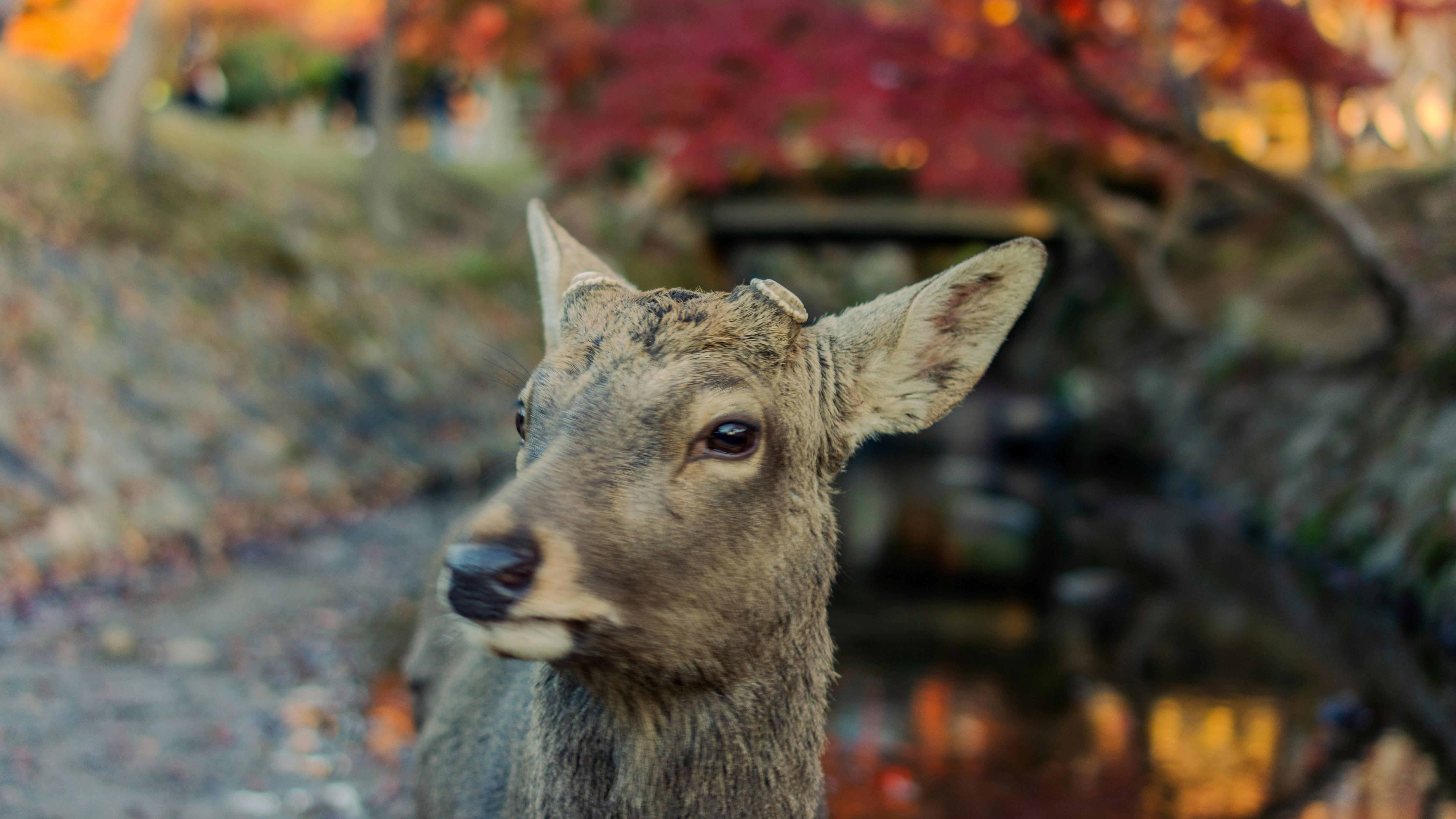 Amber Reflections: A Deer Pauses by an Autumn Stream