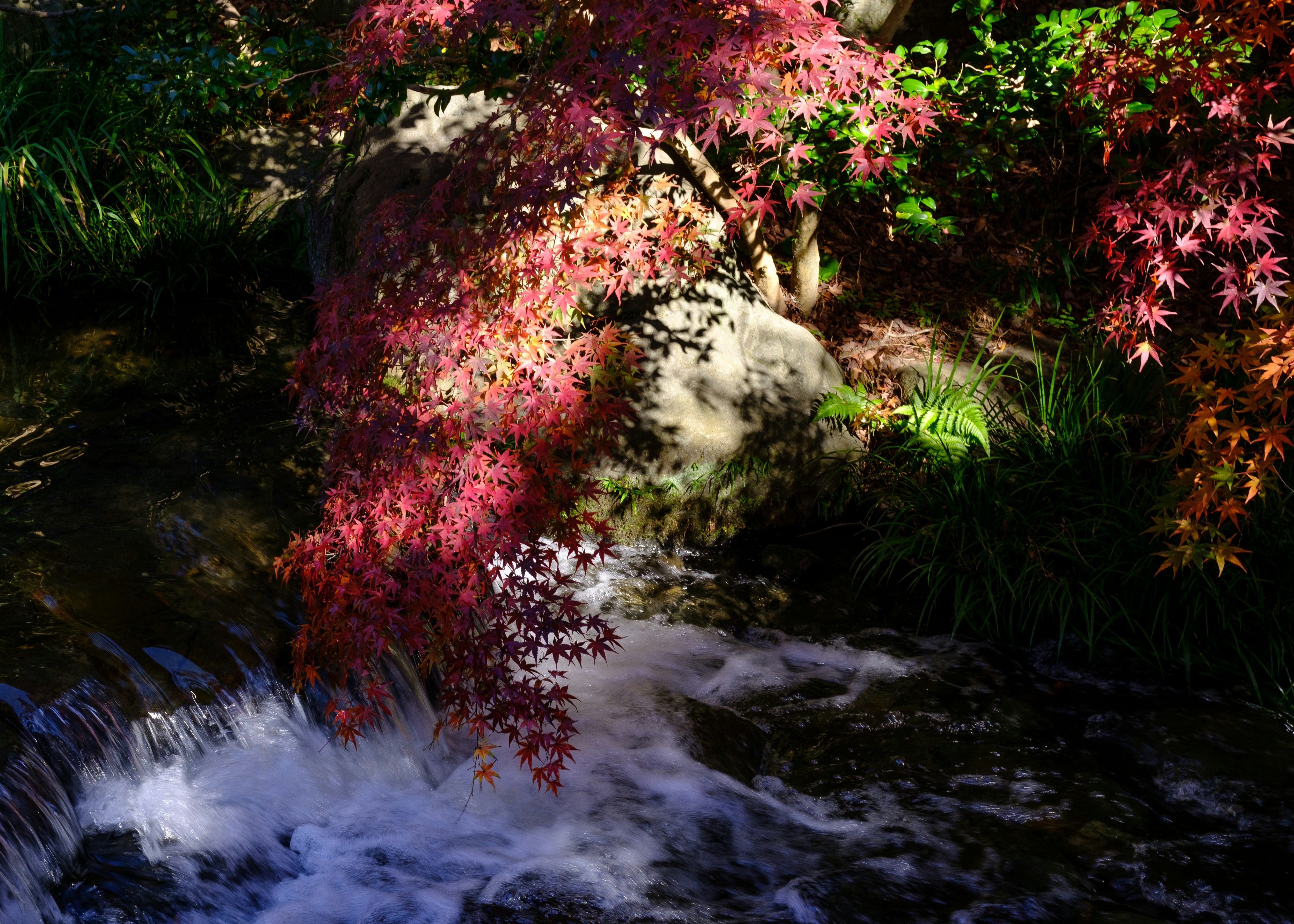 Stream flowing beneath vibrant autumn foliage in a sun-dappled forest.