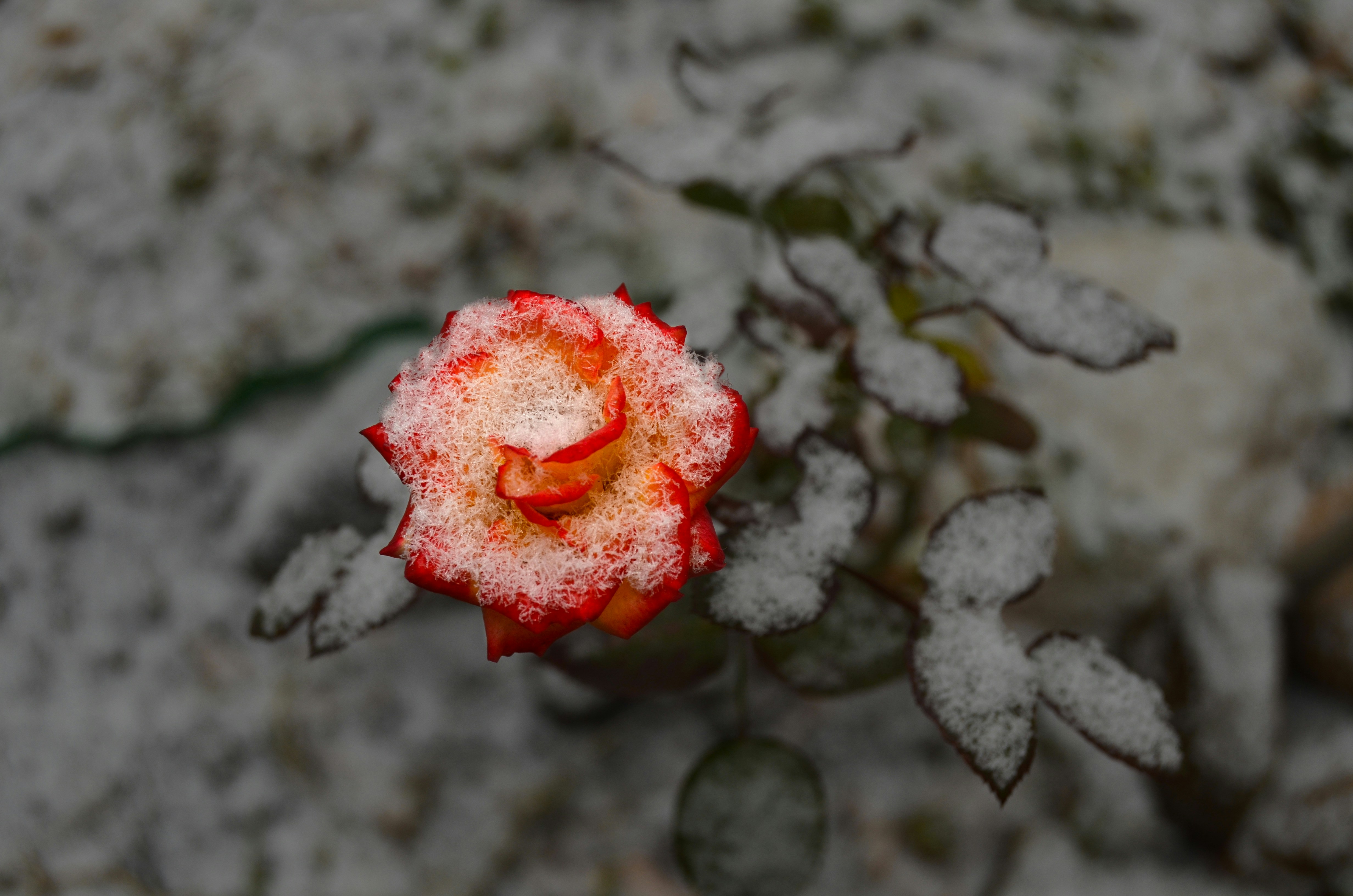 Snow-kissed Rose: a single bloom survives the frost