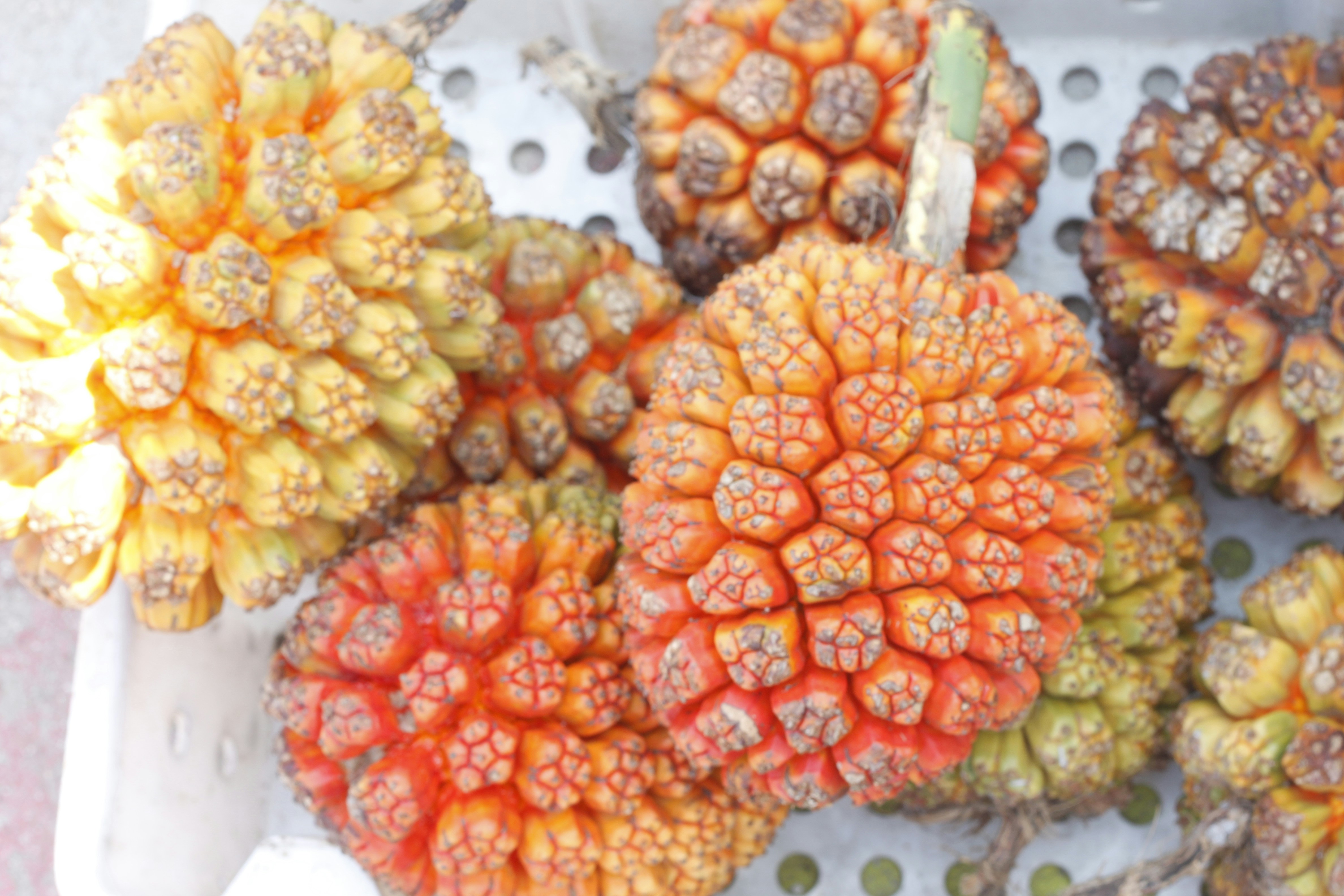 Hexa-Glow: Macro Portrait of Orange Fruit Scales