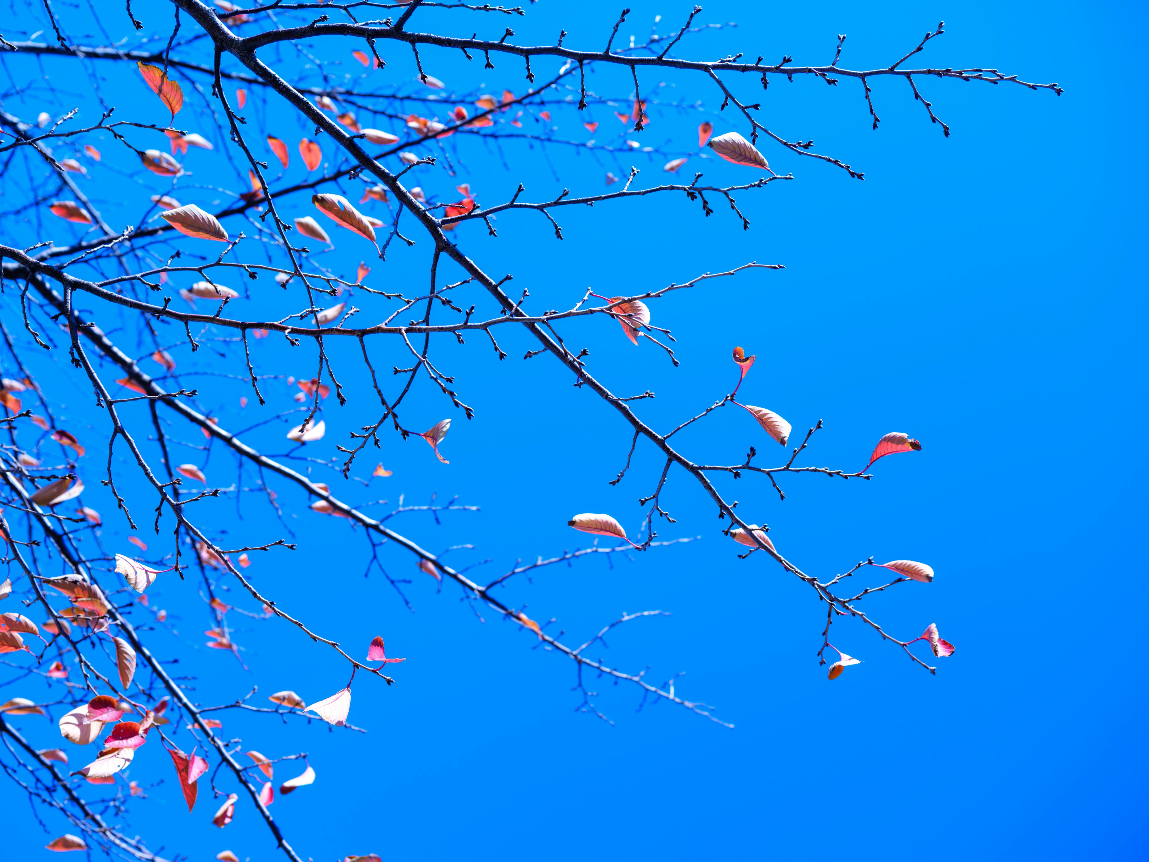 Crimson Fringes Across a Cerulean Sky