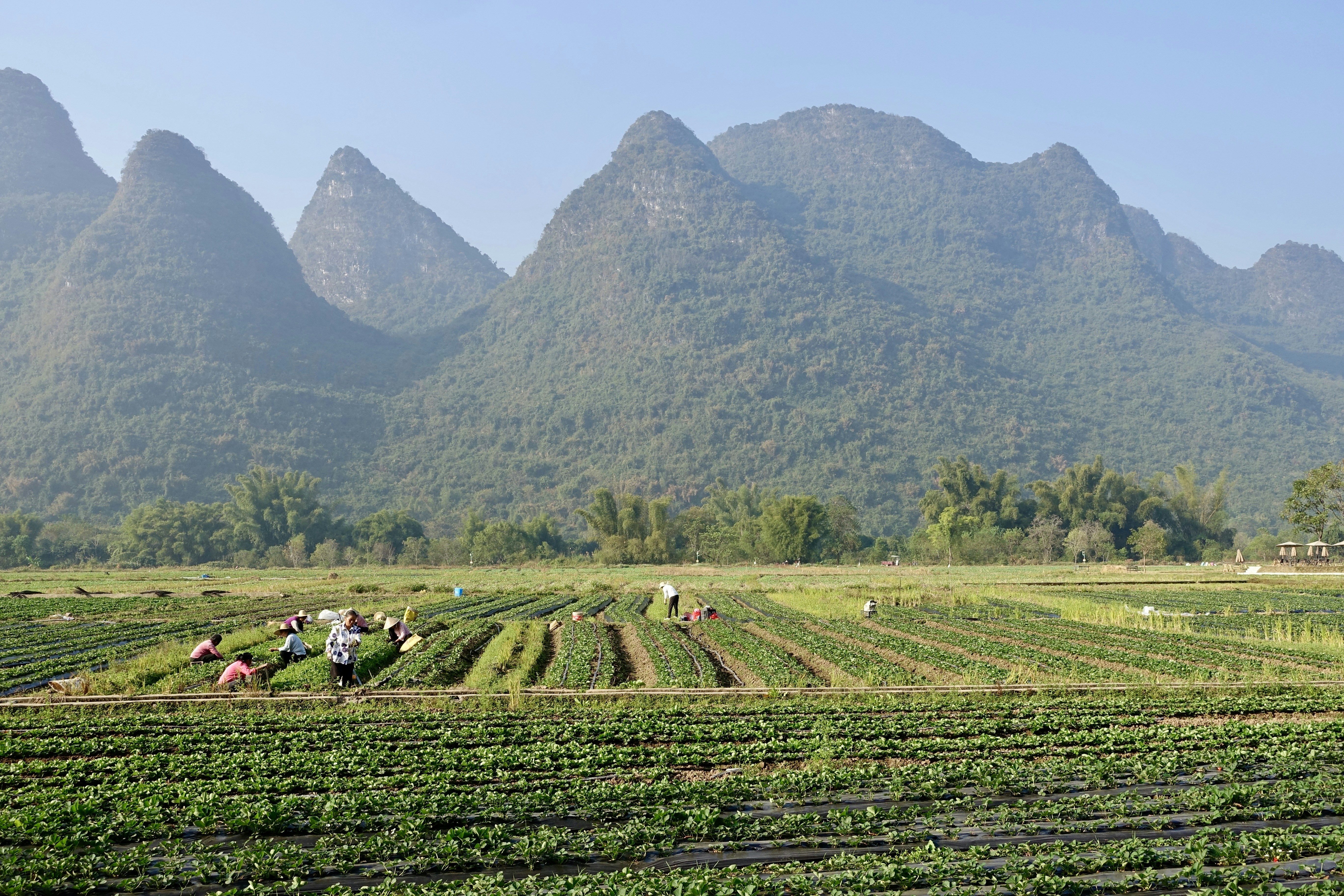 A field of crops with mountains in the background photo – Free Human ...