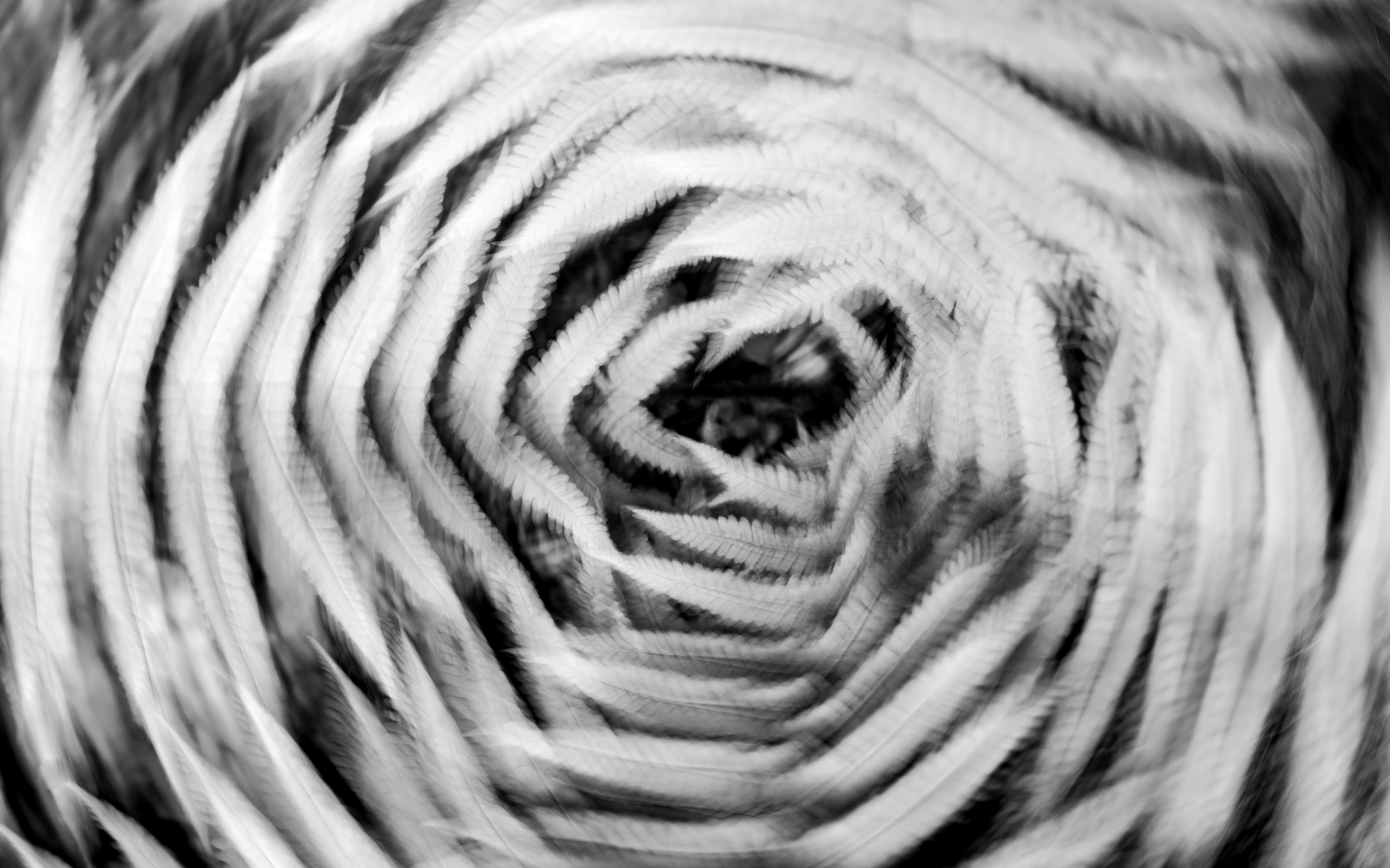 Monochrome Spiral of Stripes: Convergence in a Close-Up