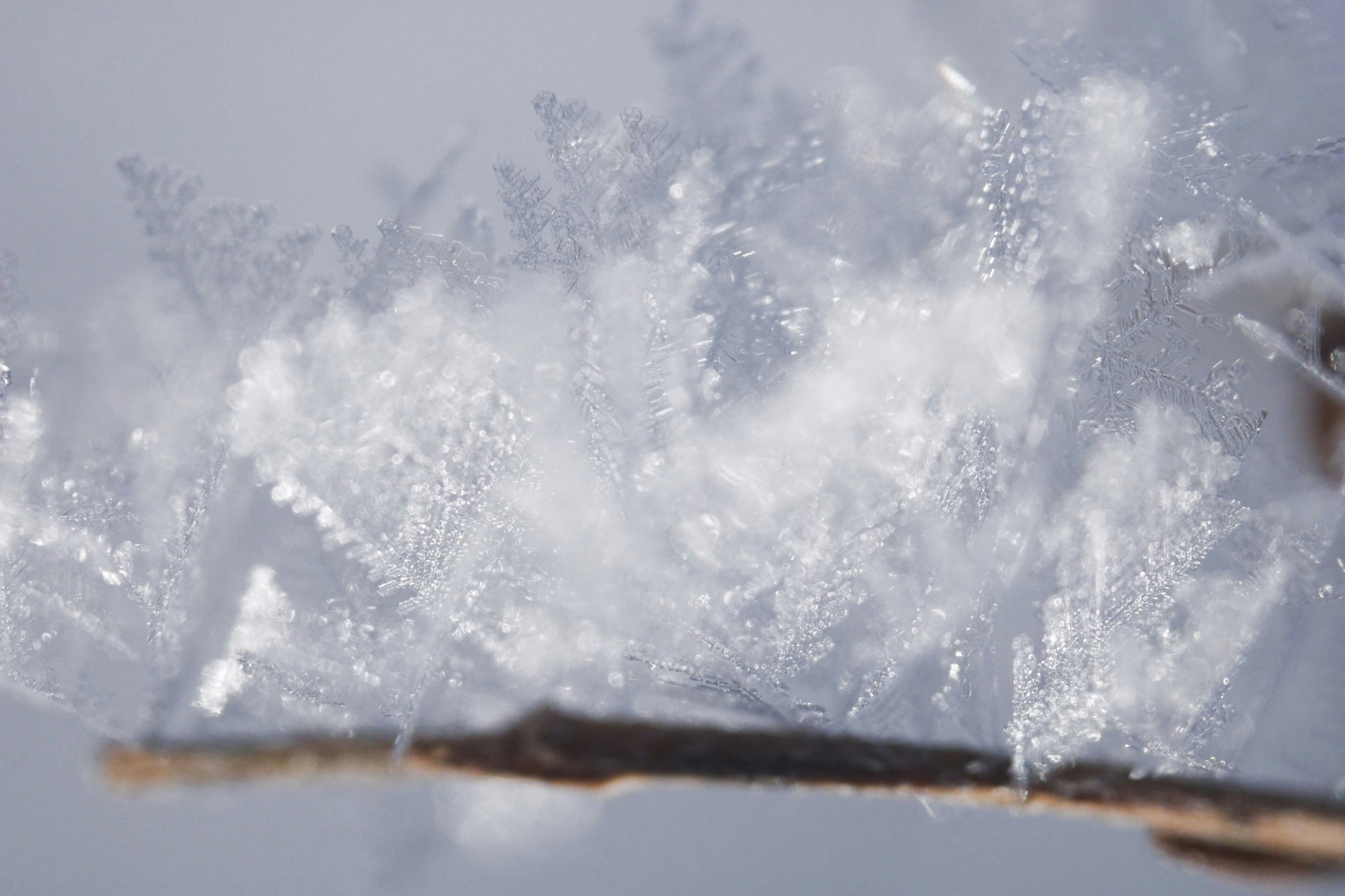 Whispers of Winter