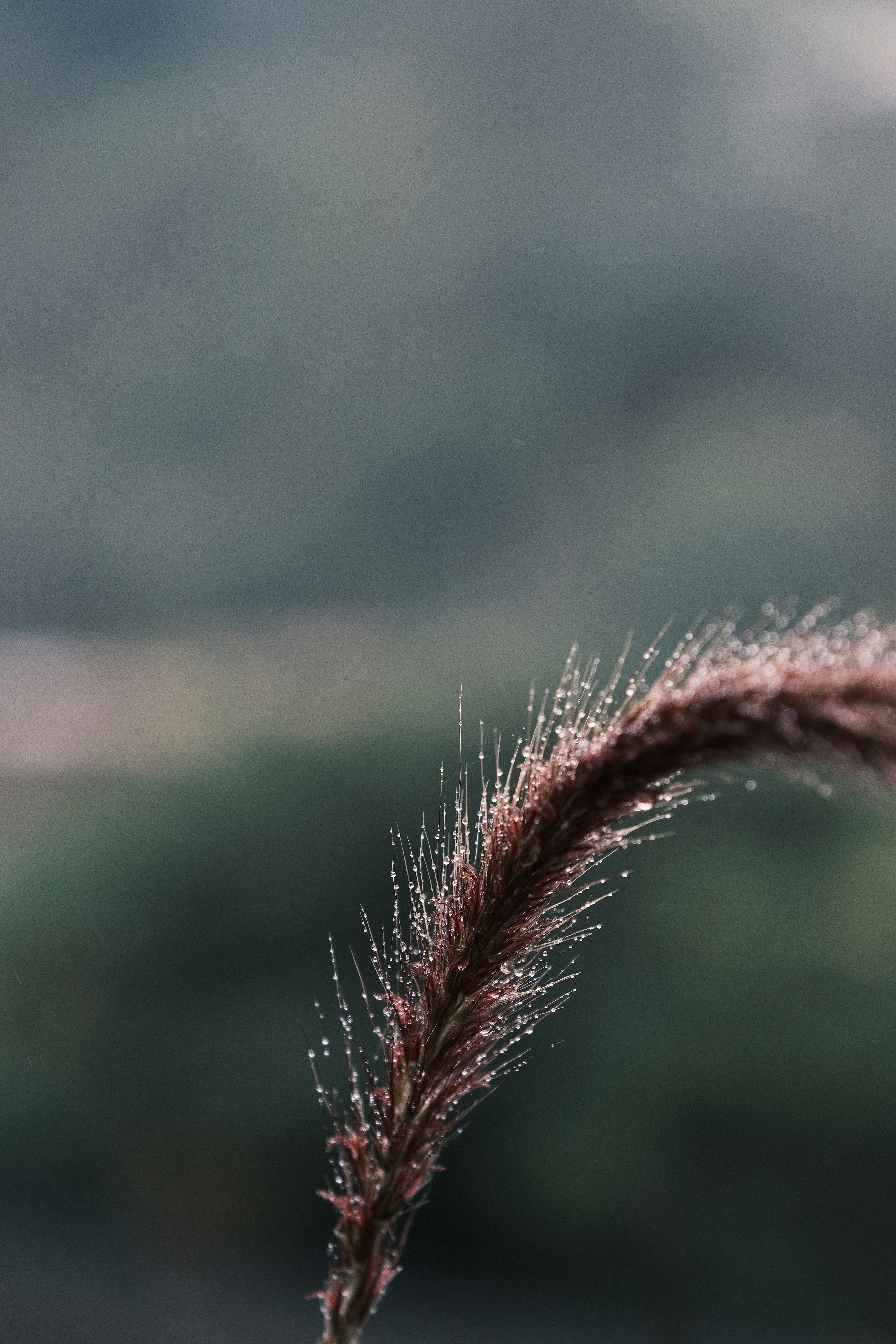 Dew-kissed Arc: Close-up of a Curving Wild Grass