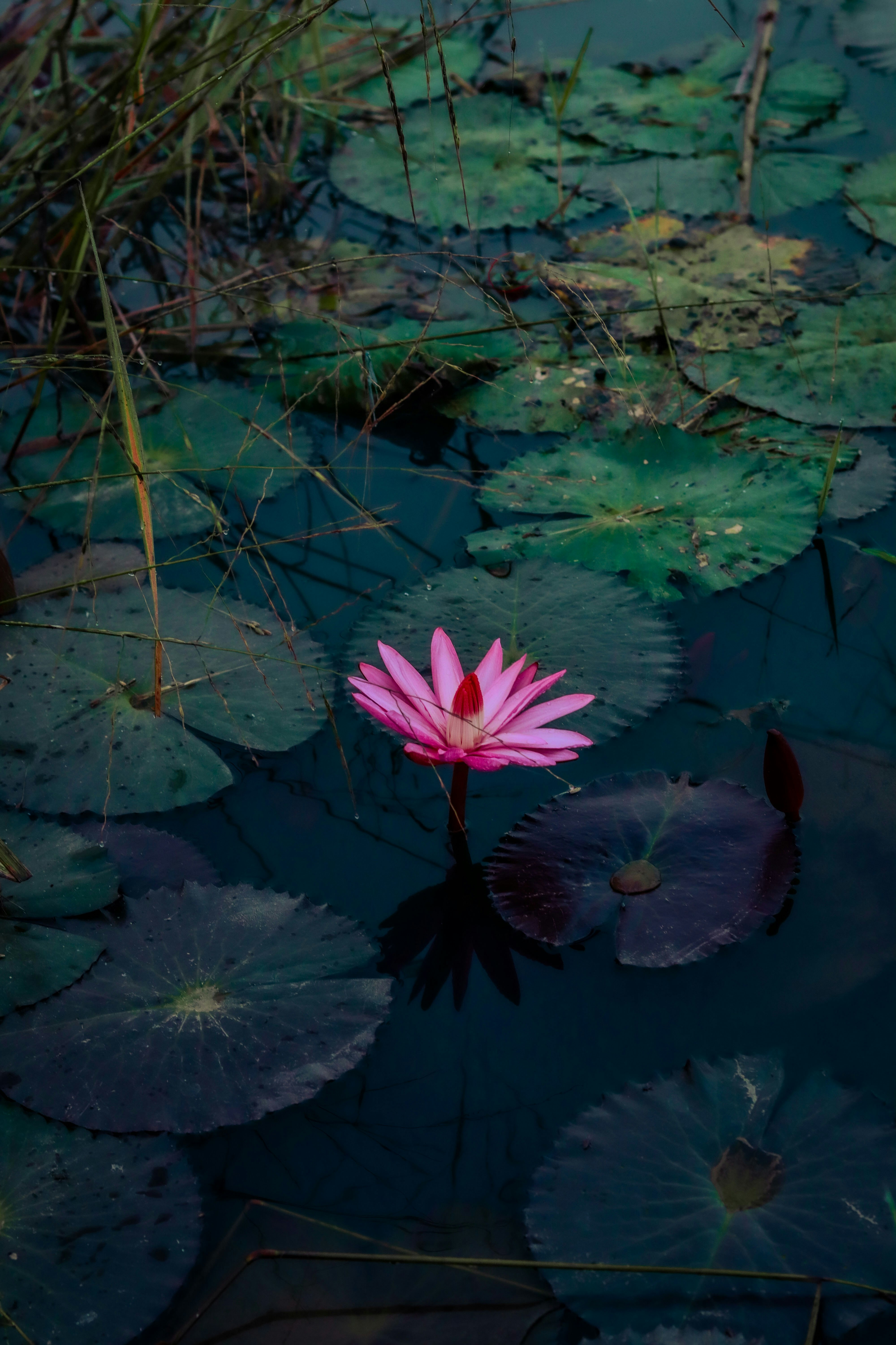 Lotus in pond