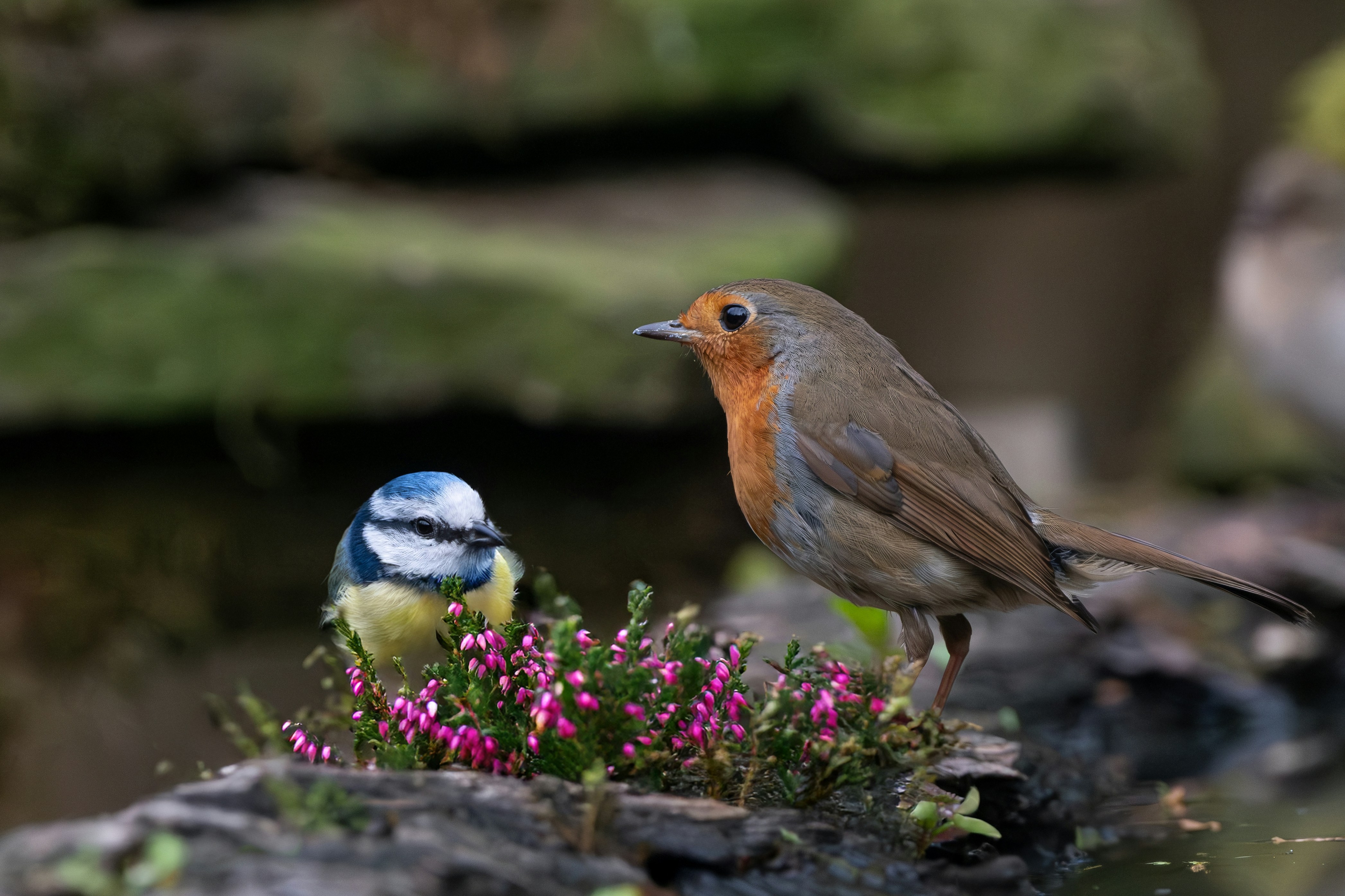 A Quiet Perch: Blue Tit and Robin Amid Pink Heather by Tranquil Water