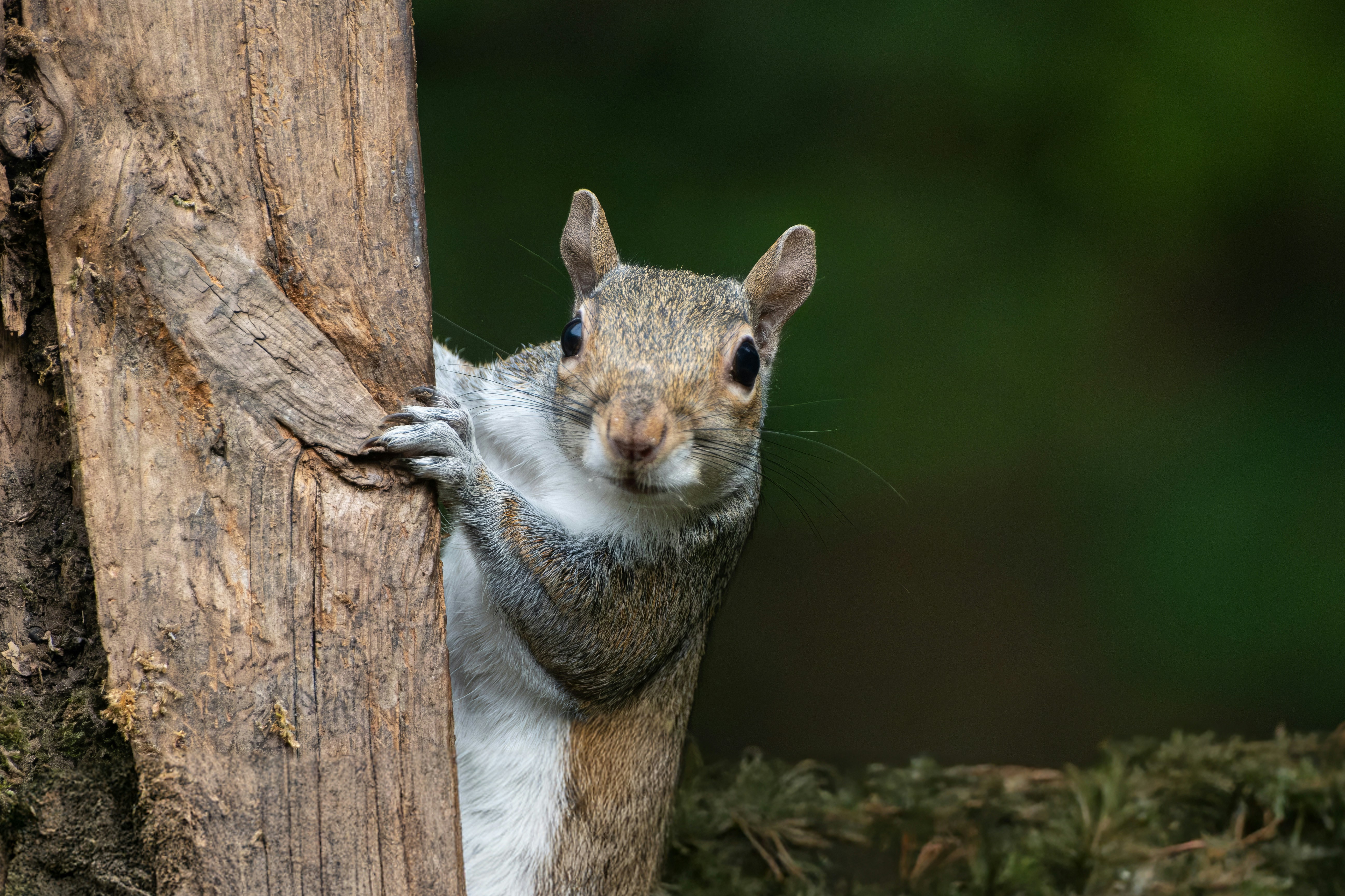 Grey squirrel peeking from behind a tree trunk against a blurred green background.
