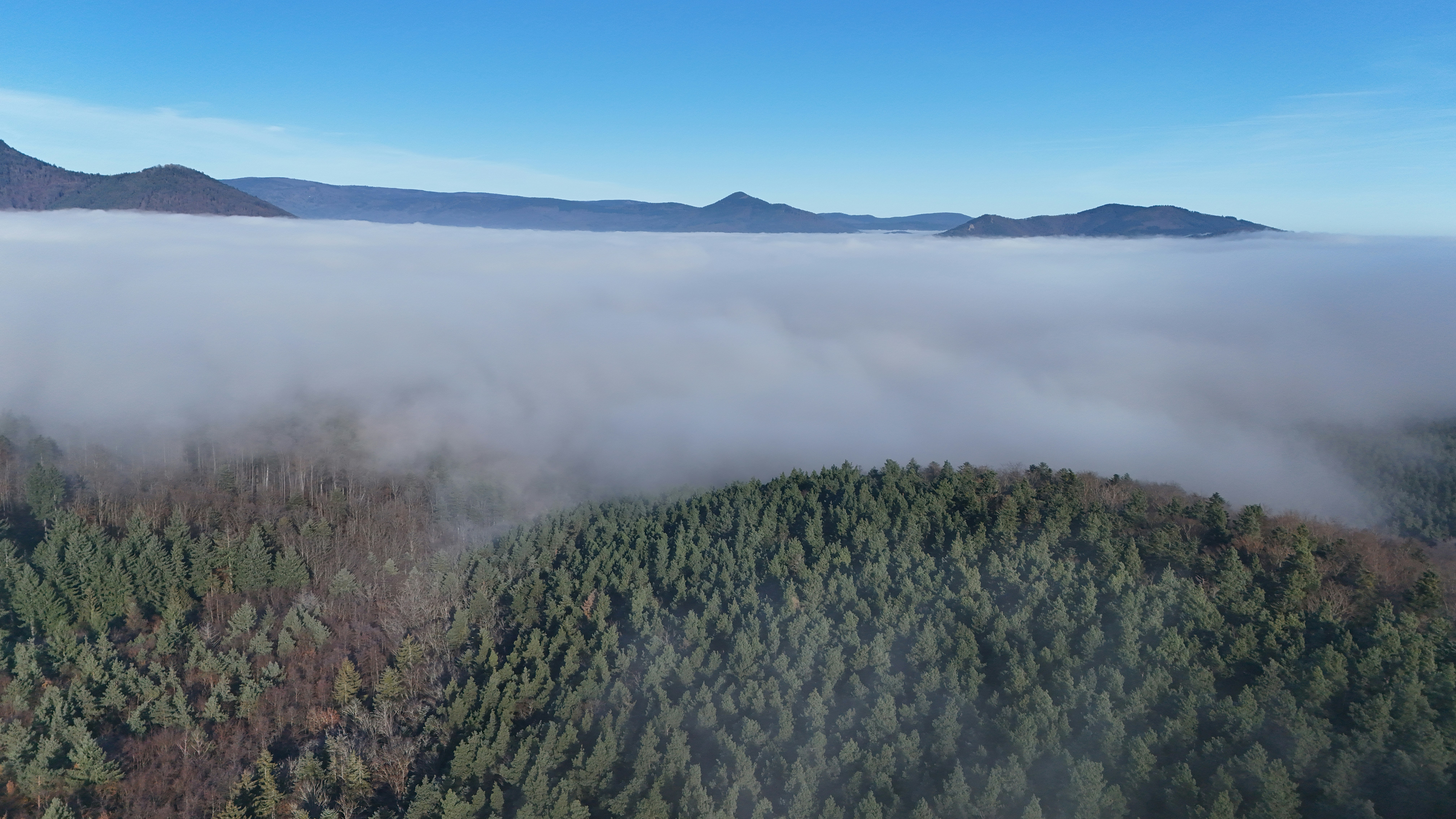 Fog Ribbon Over Pine Crest: A Drone View at Quiet Horizon