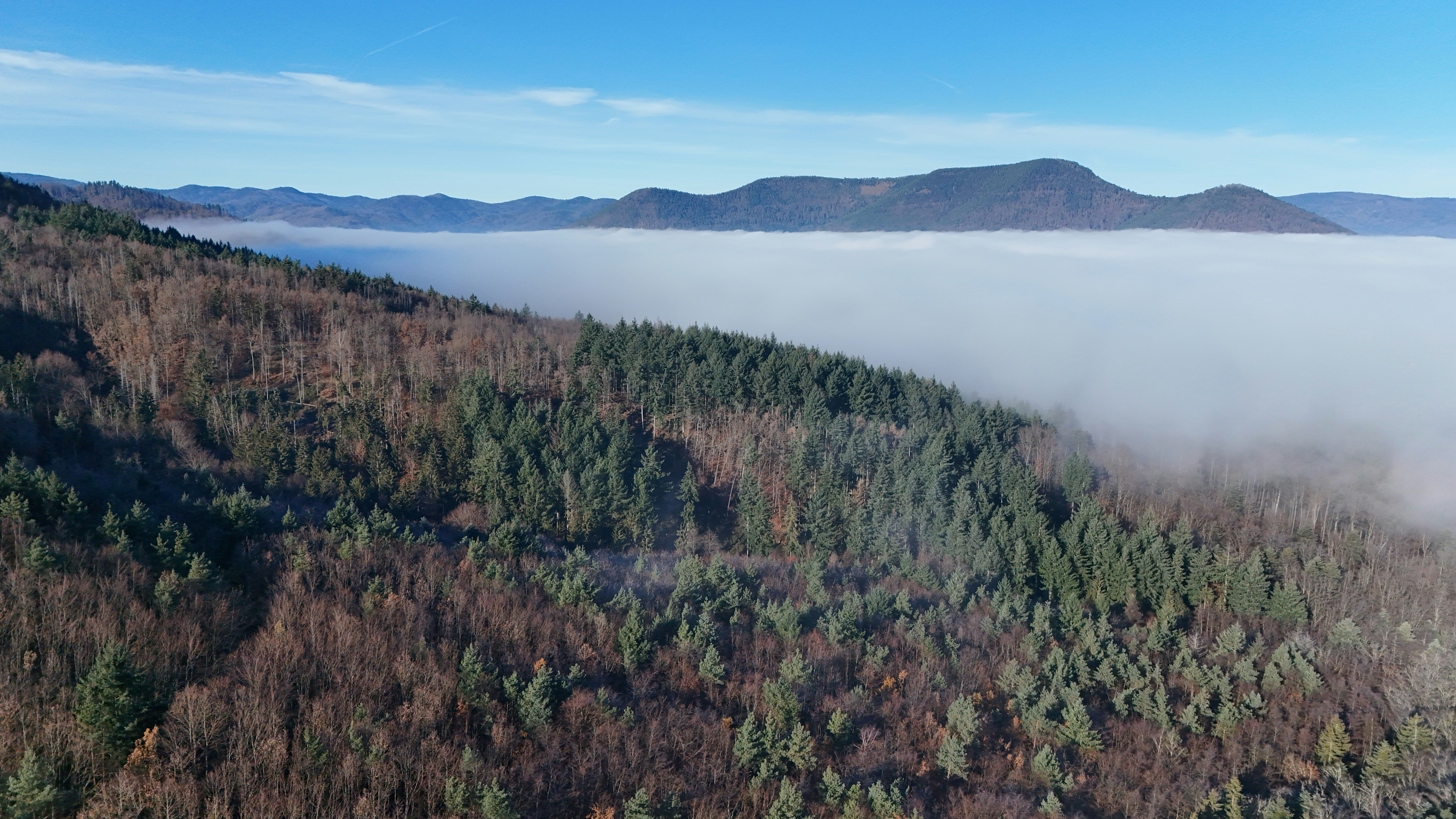 Ridge Veil: Fog-Laced Horizon Over a Pine-Forest Valley