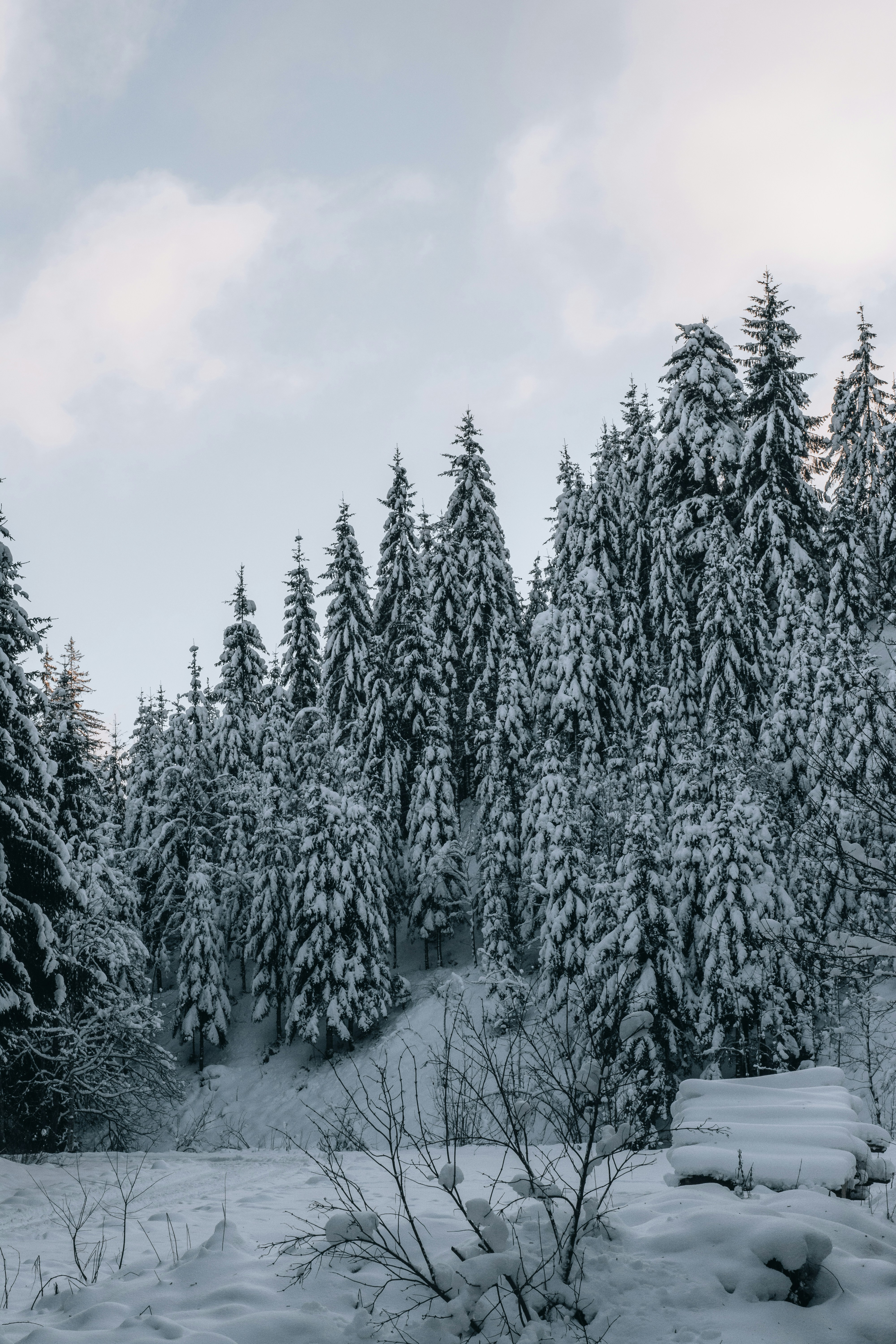 A snow covered forest with a bench in the foreground photo – Free ...