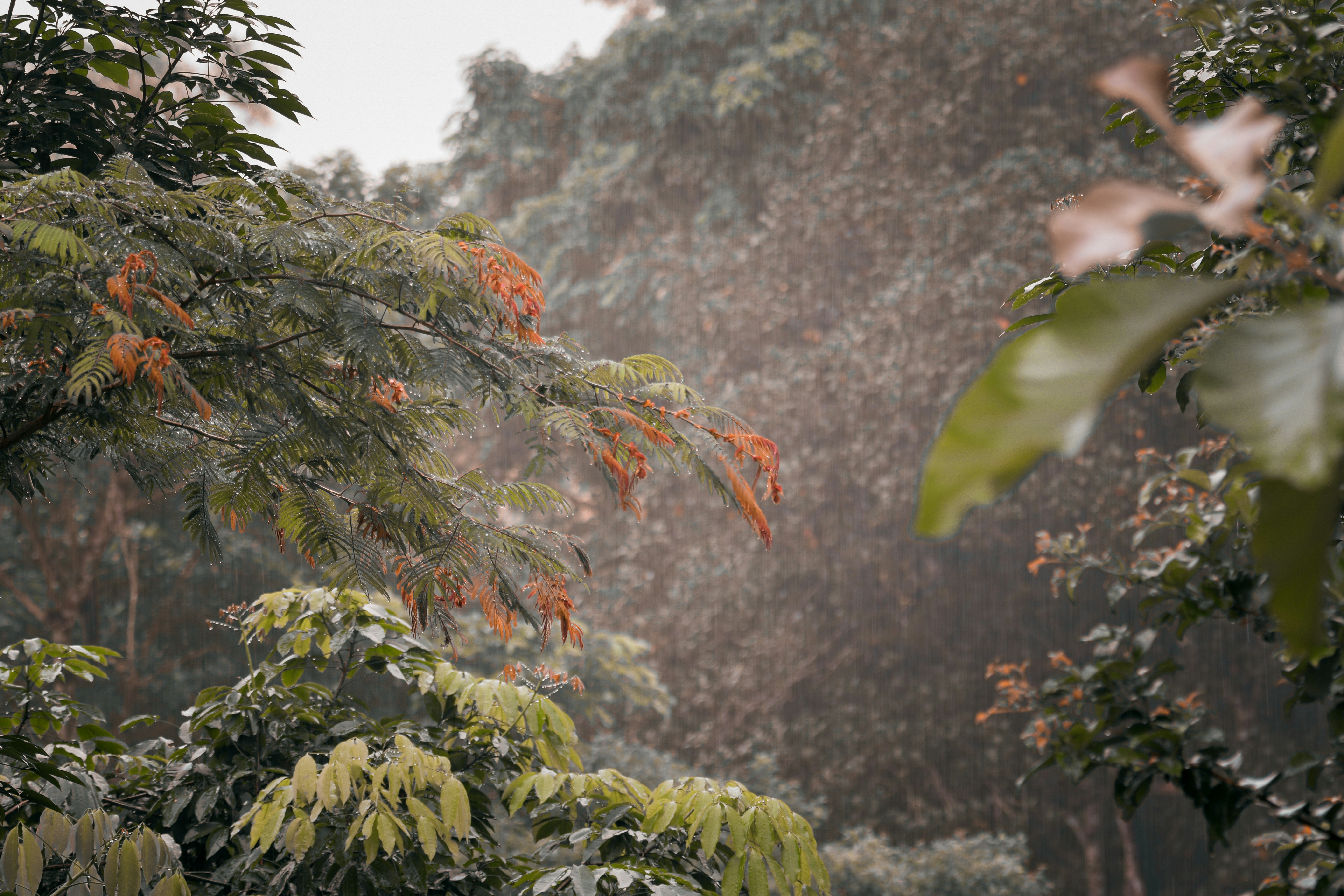 Amber Fronds in a Misty Morning Garden