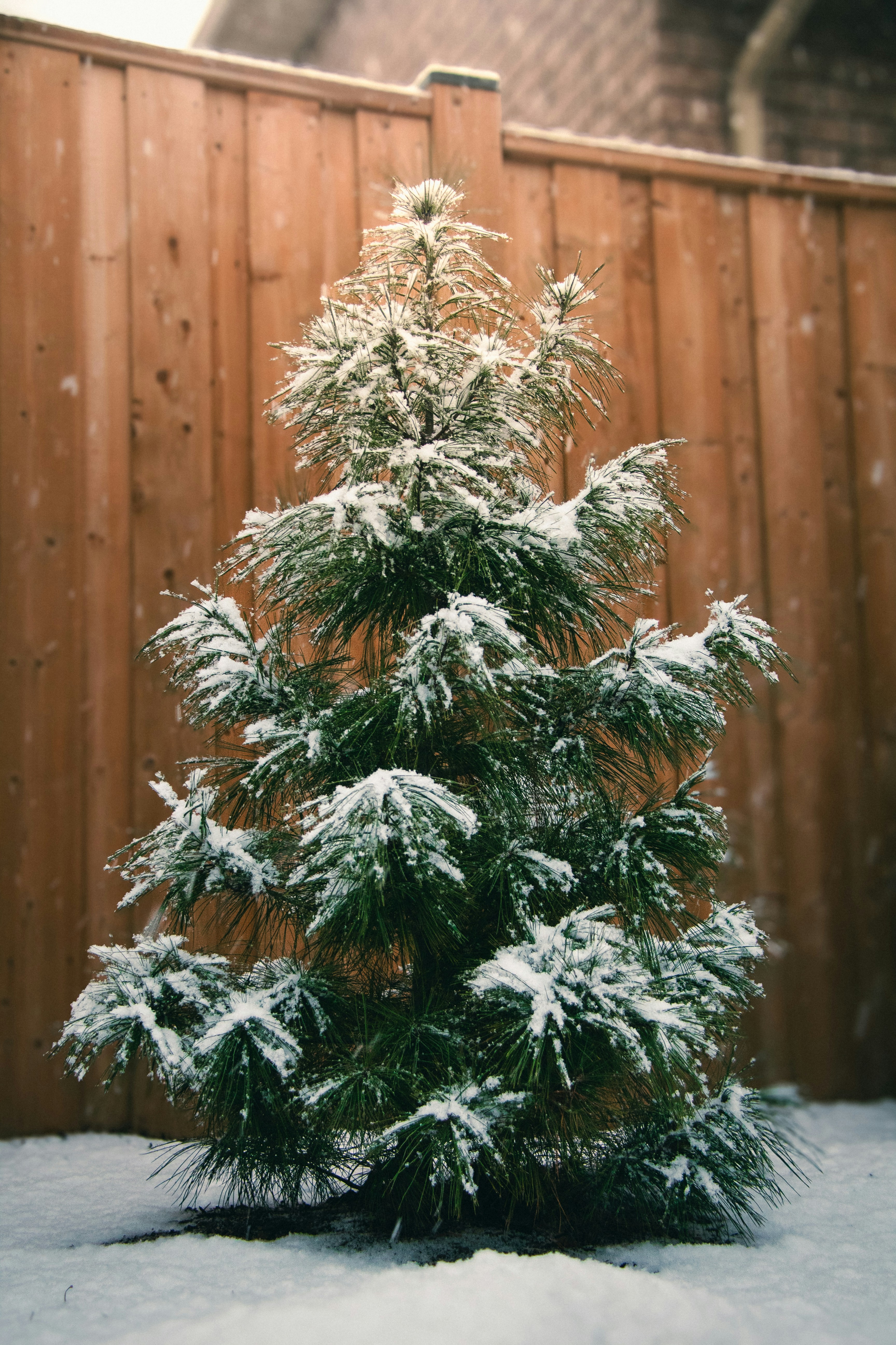 Whispering Pines in Winter's Embrace