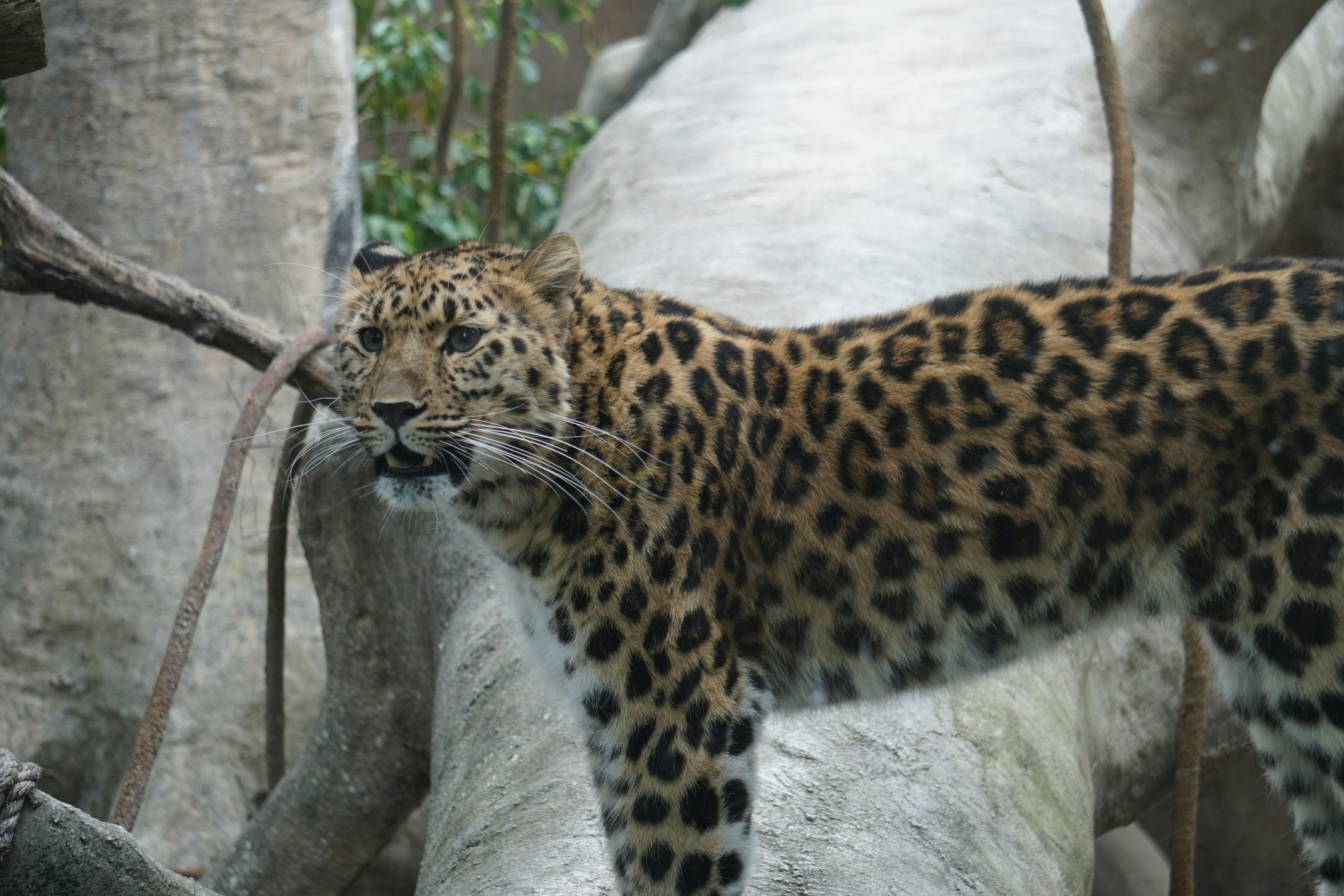 A large leopard standing next to a tree