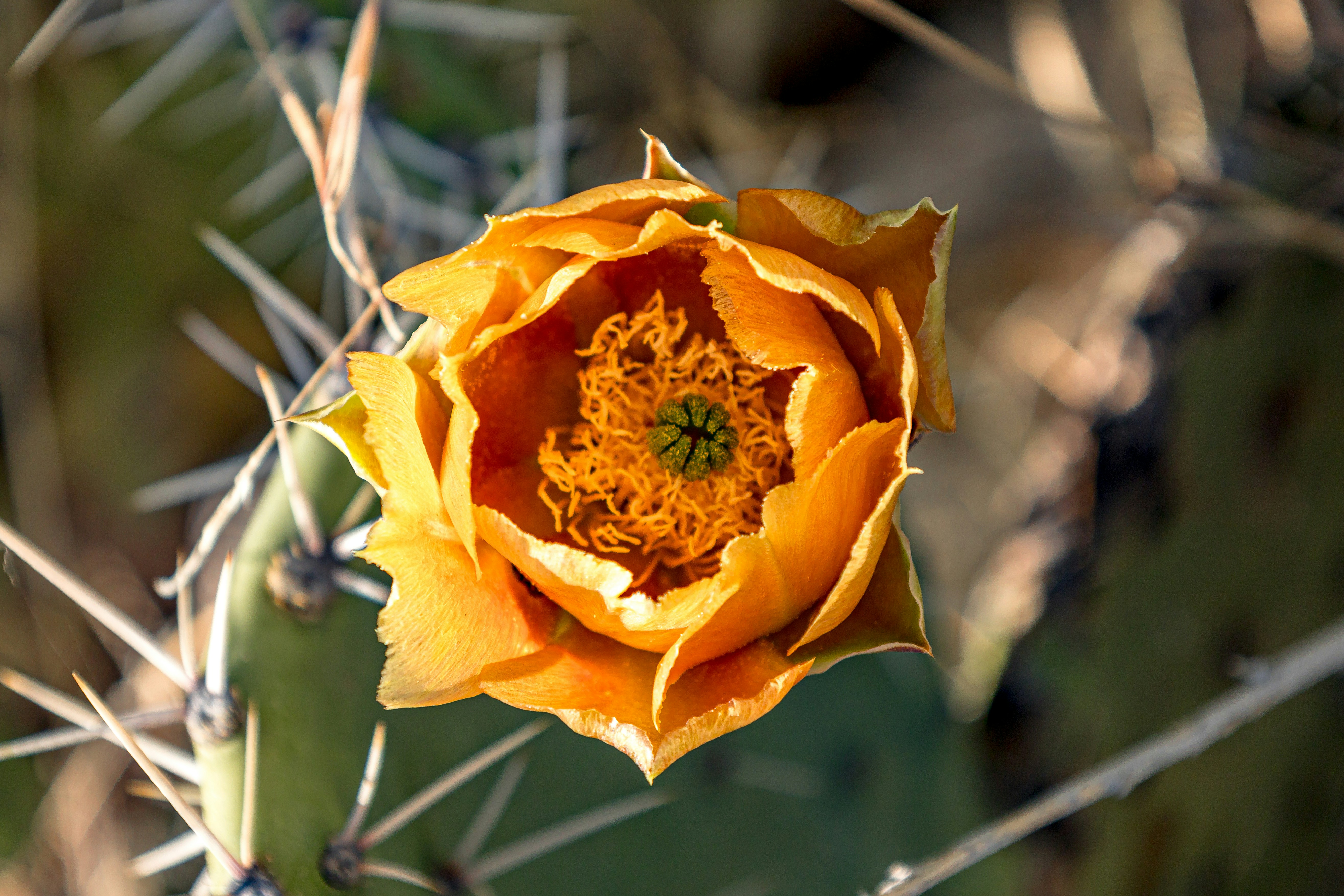 Desert Orange Bloom: A Delicate Flush Among Thorned Foliage