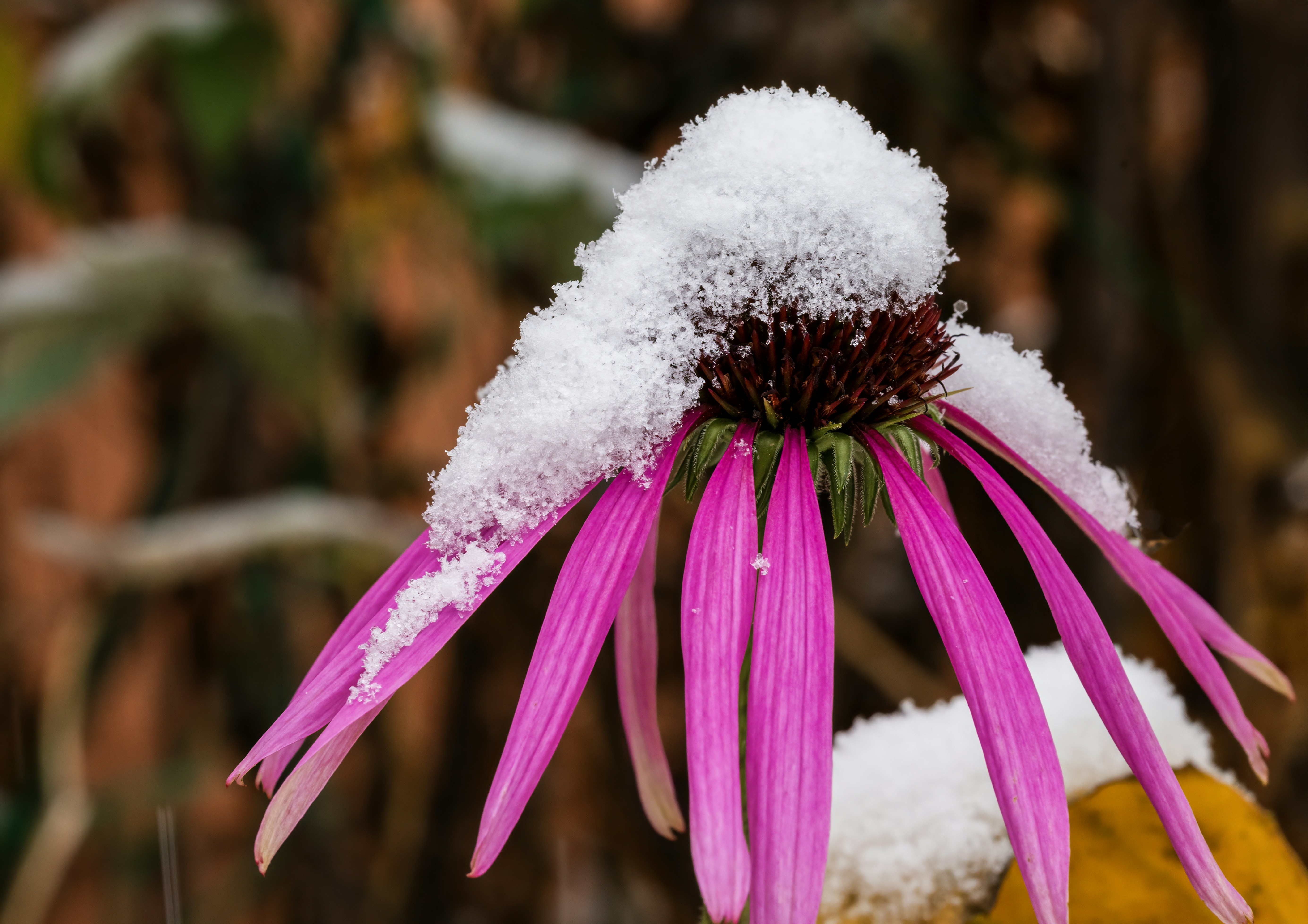 Echinacea between seasons
