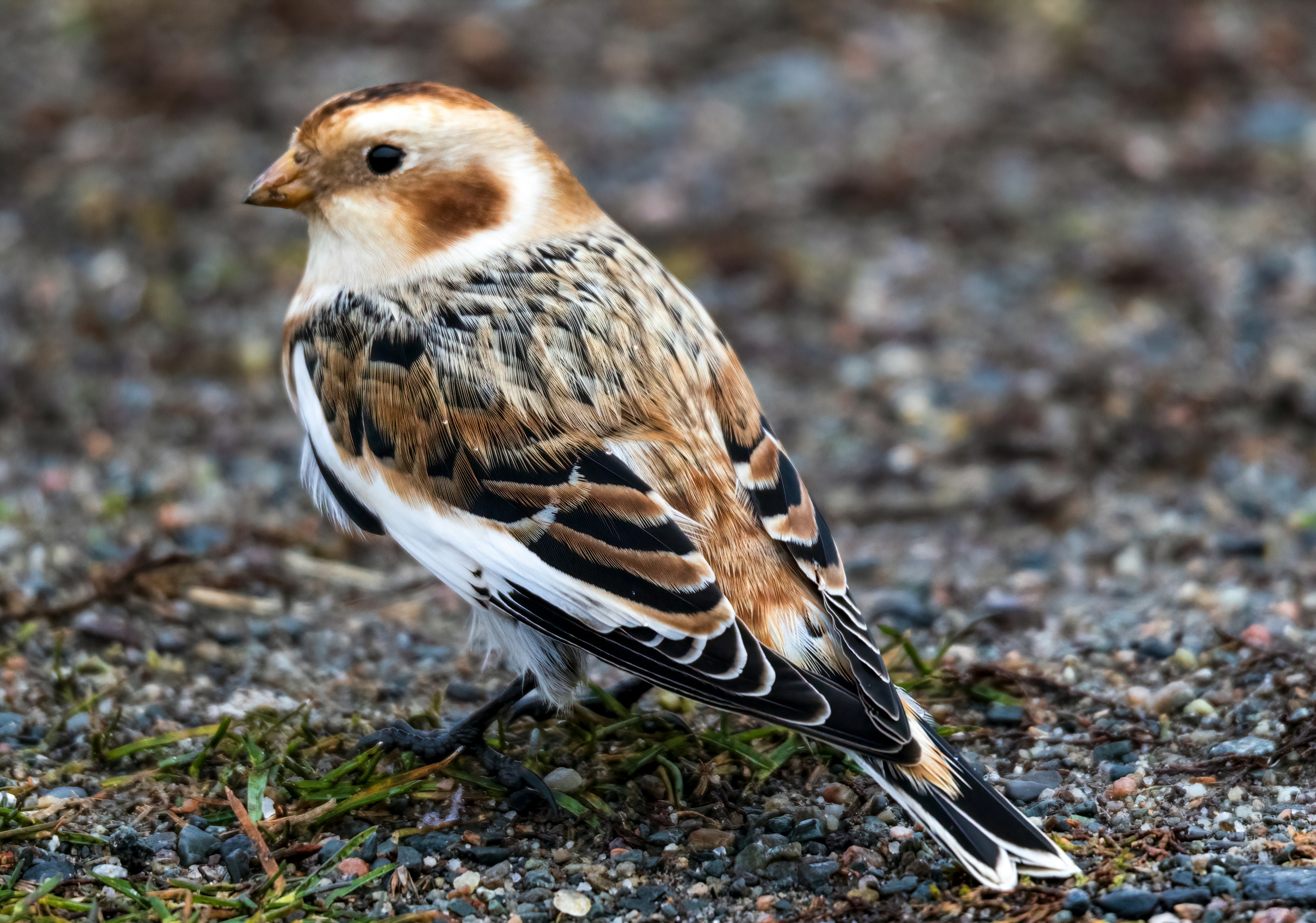 A small bird standing on top of a gravel field photo – Free Northern ...