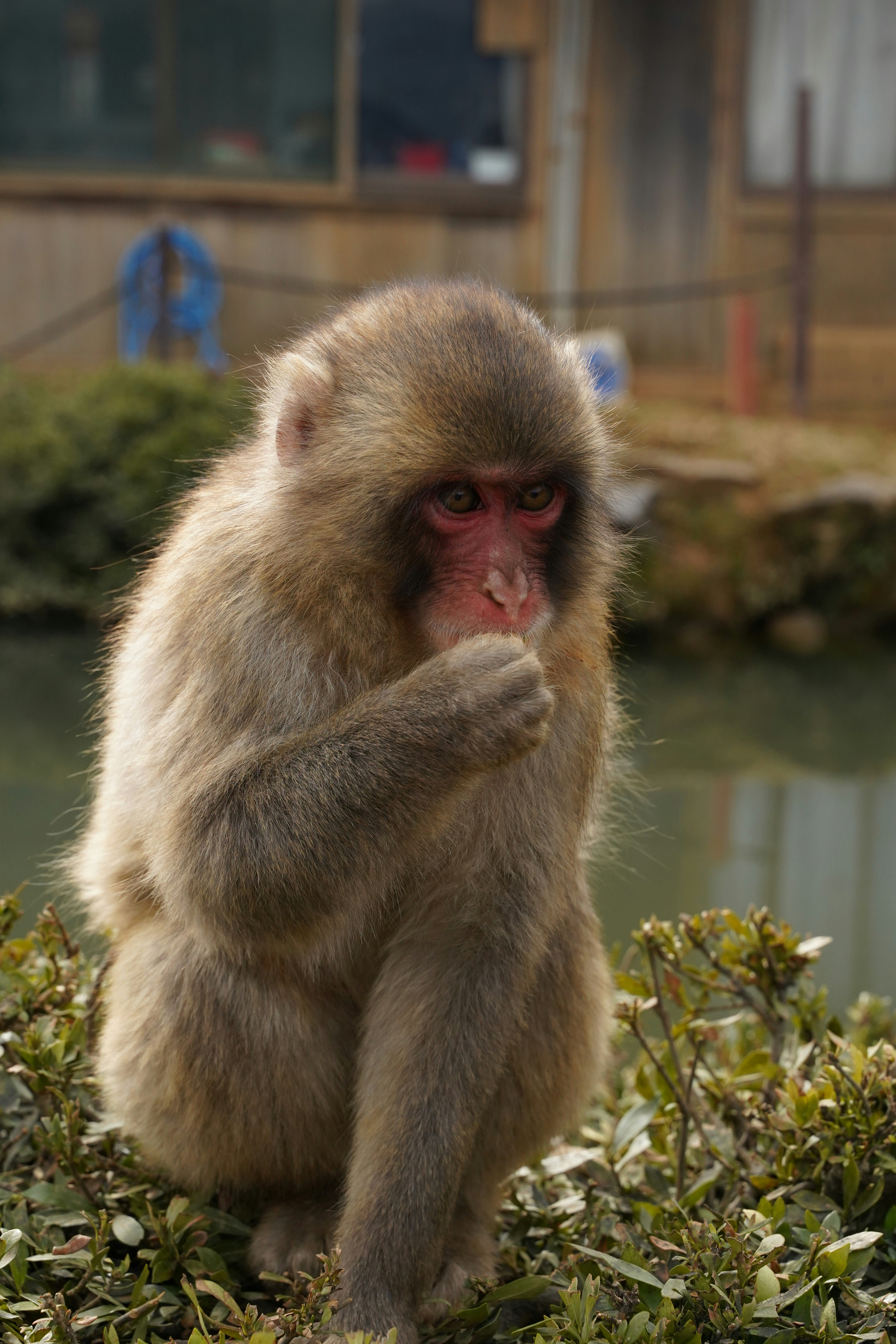 Contemplative Pause of the Snow Monkey