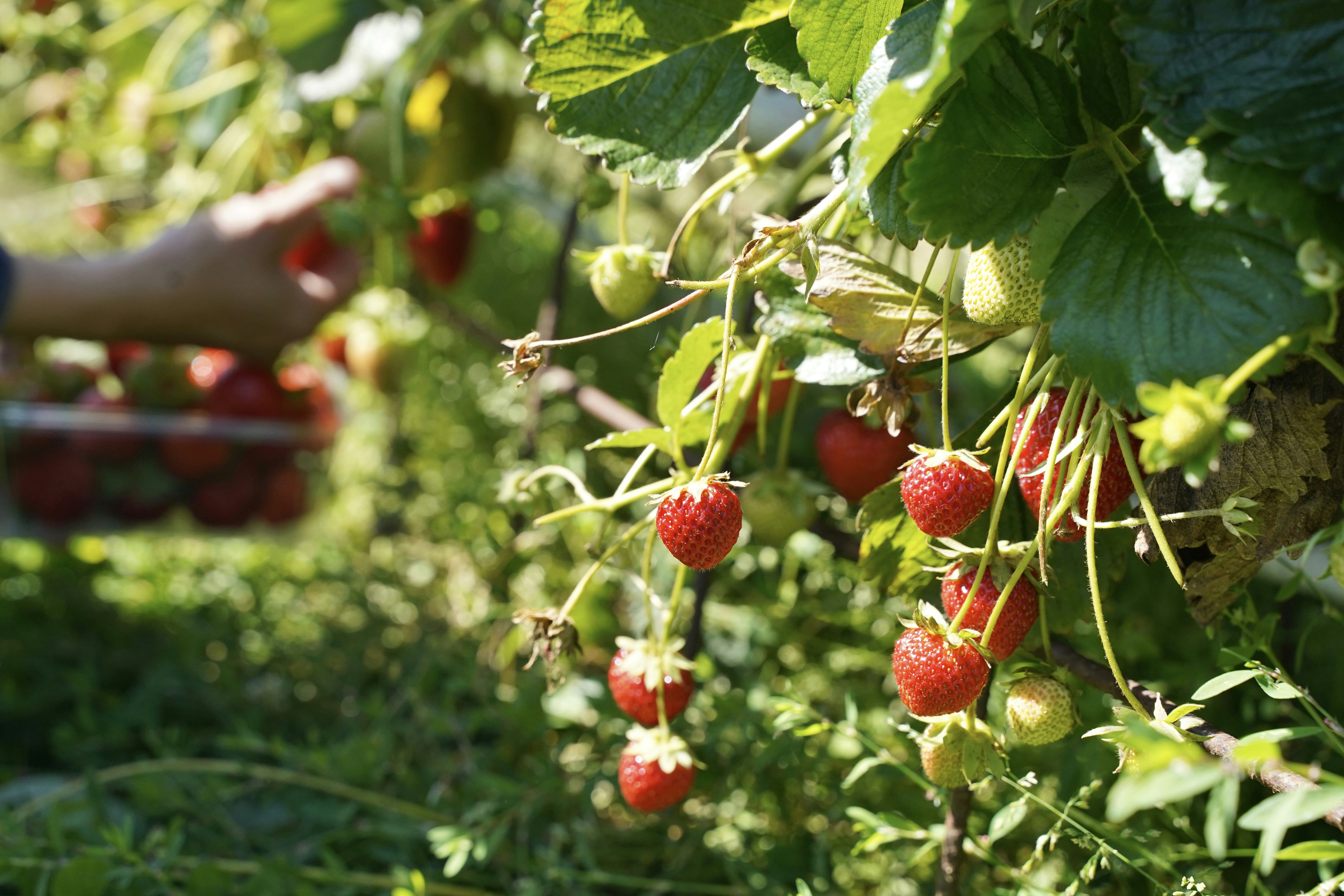 strawberry picking on a farm