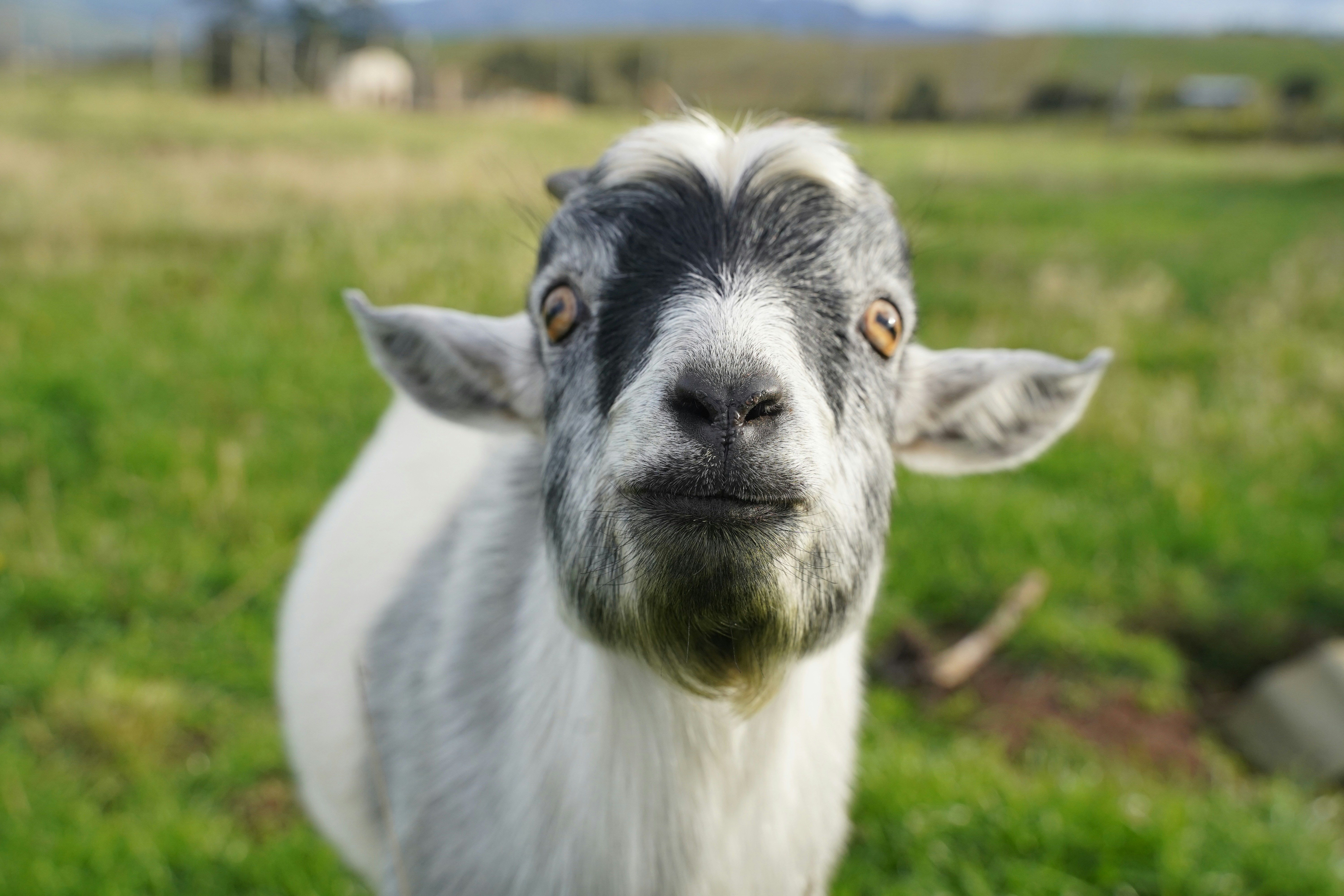 A close up of a goat in a field photo – Free Animal Image on Unsplash