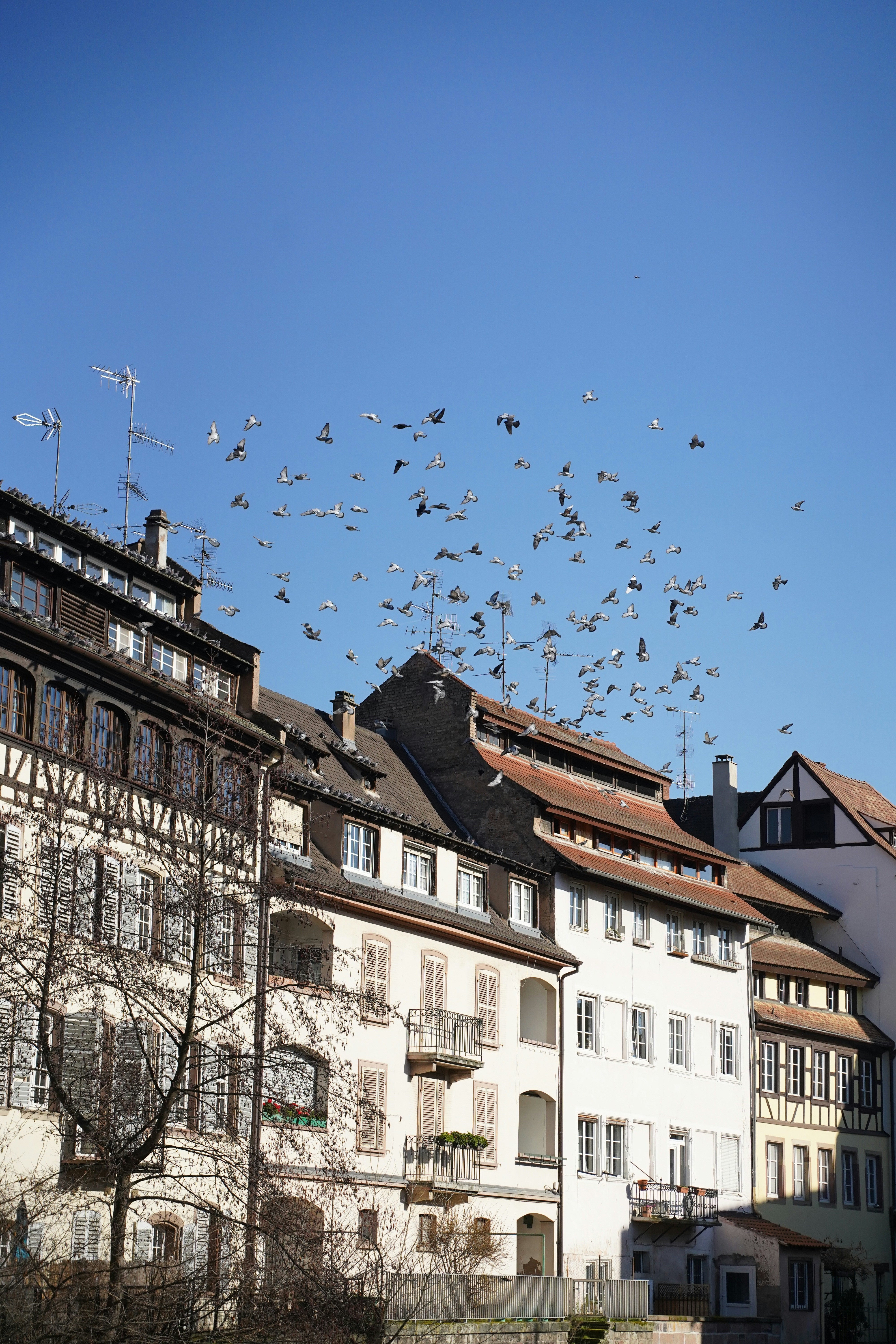 Birds over a European row of timber-framed roofs in bright afternoon sun