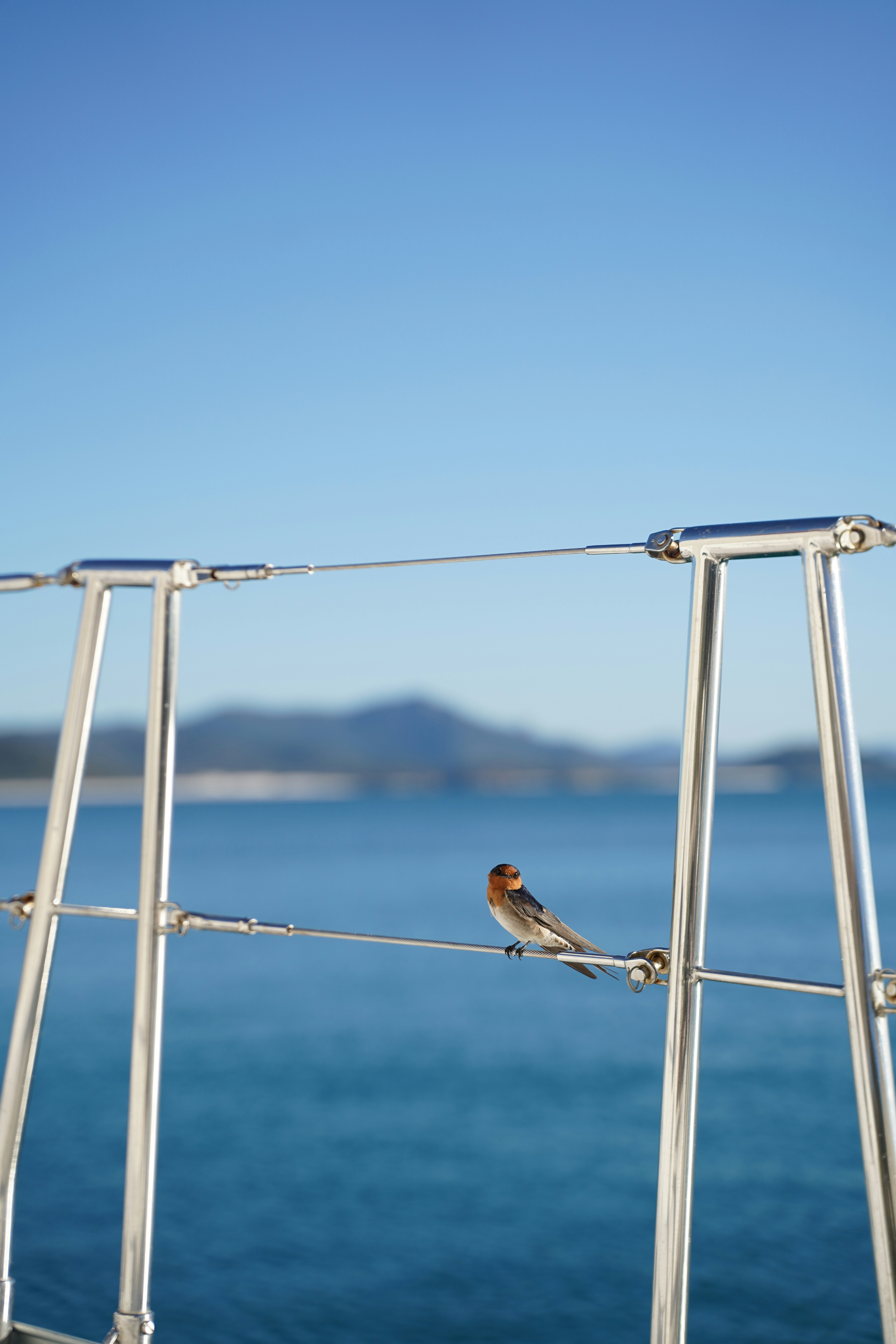 Sparrow on a Seaside Railing: a quiet moment above the blue expanse