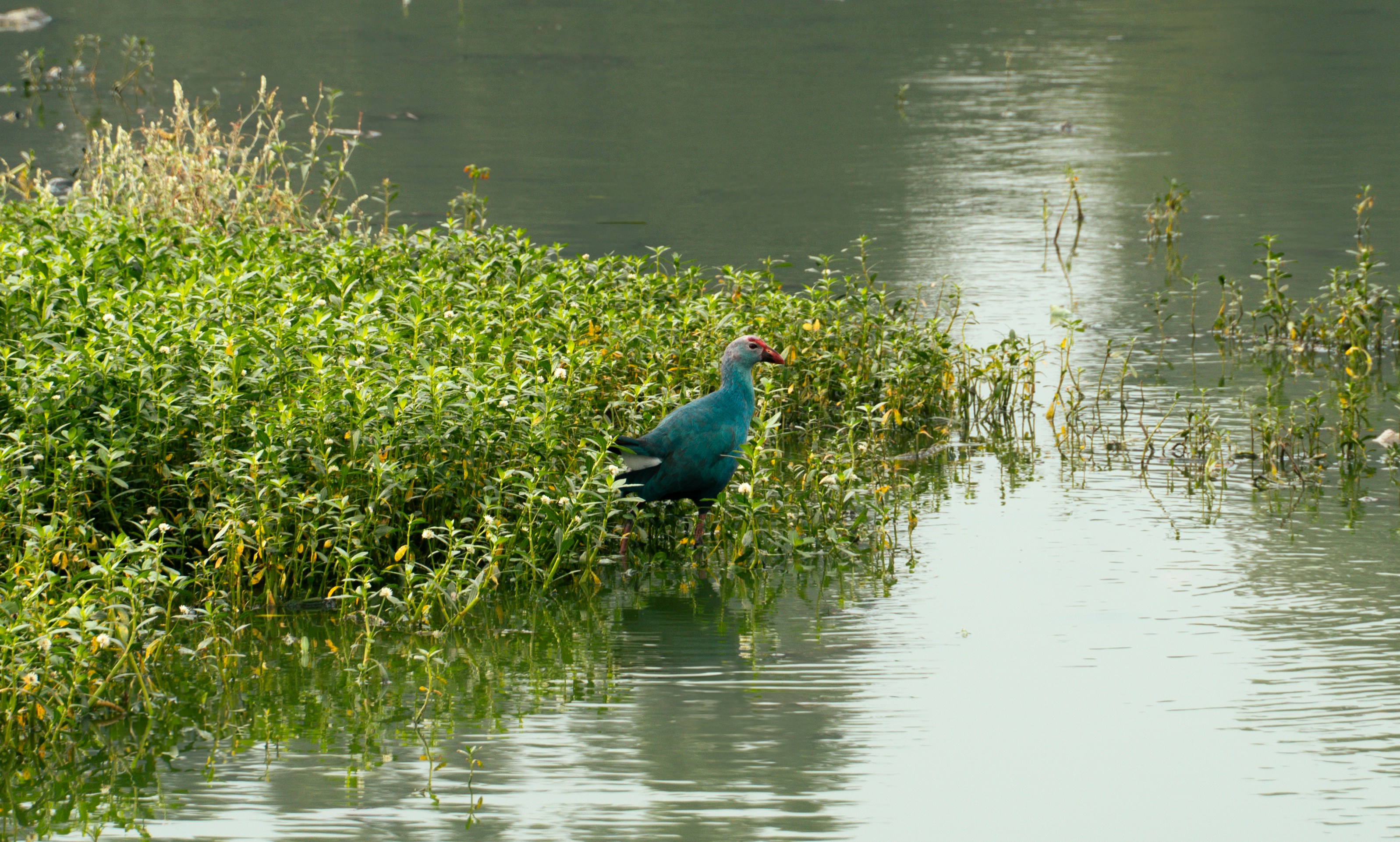 Teal Swamphen Pauses on a Narrow Riverbank Patch Amid Quiet Currents