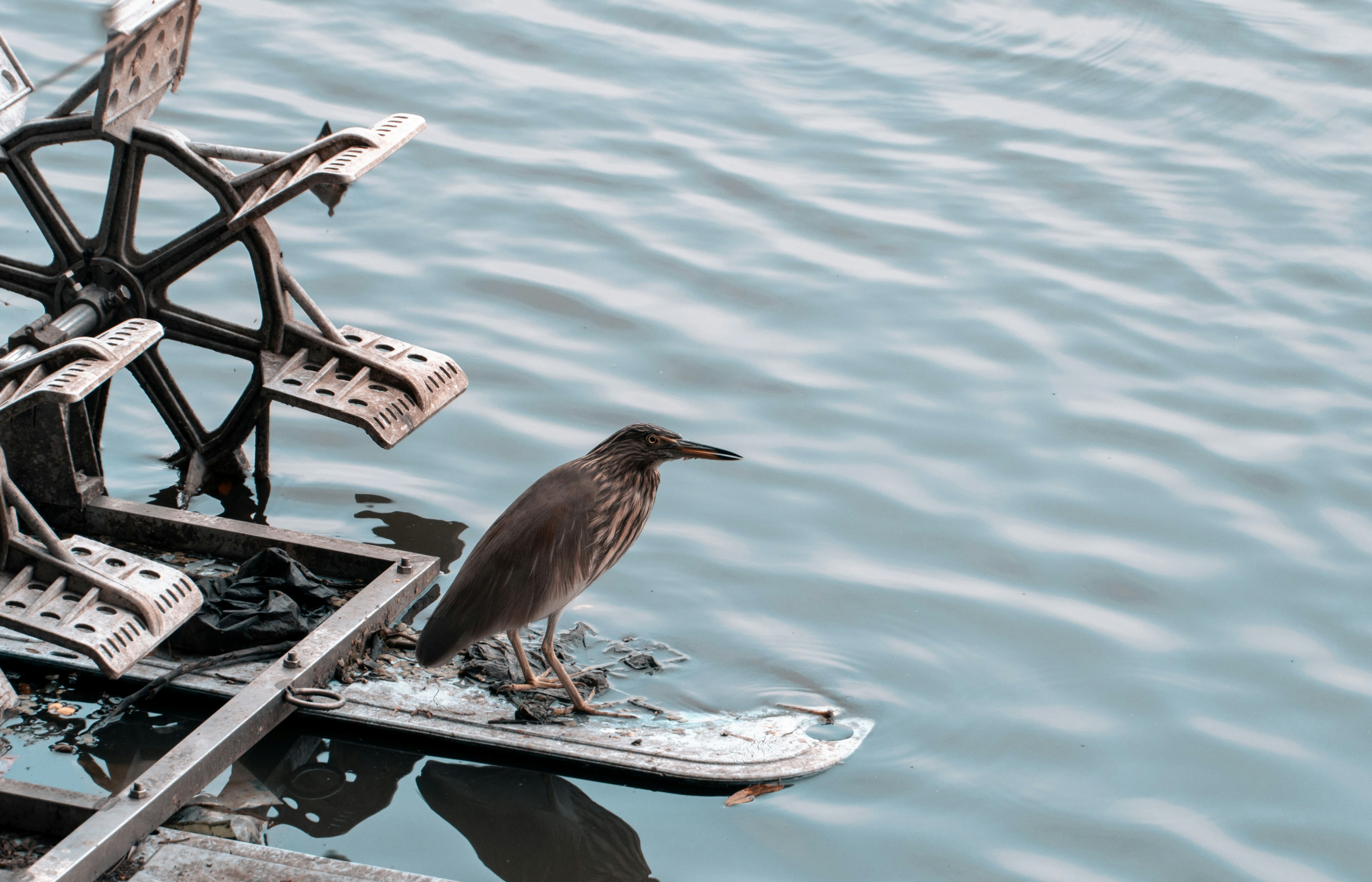 Heron on a Weathered Board Beside a Rusted Paddle-Wheel Dock