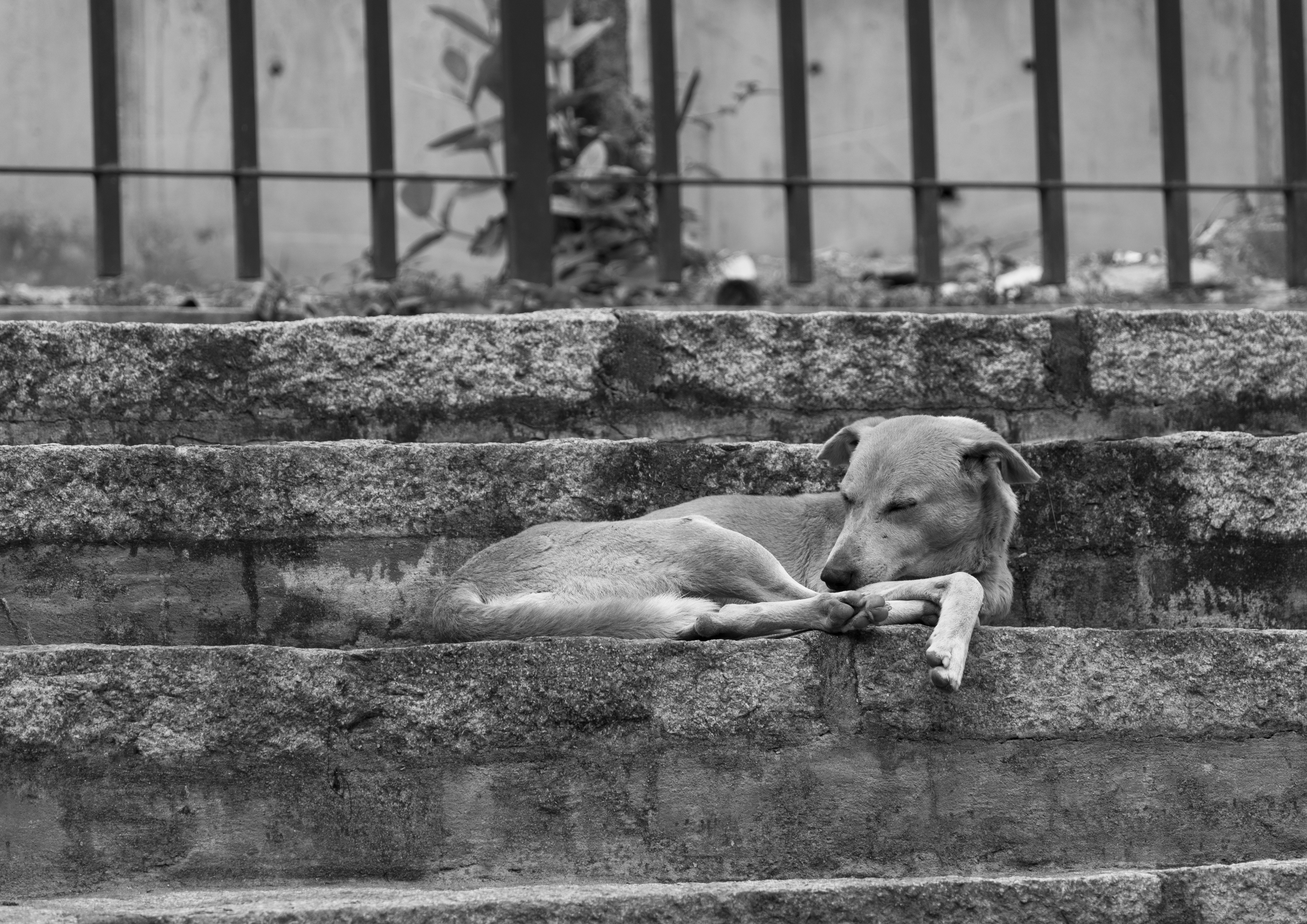 Resting Hound on Weathered Steps Beneath a Narrow Iron Railing