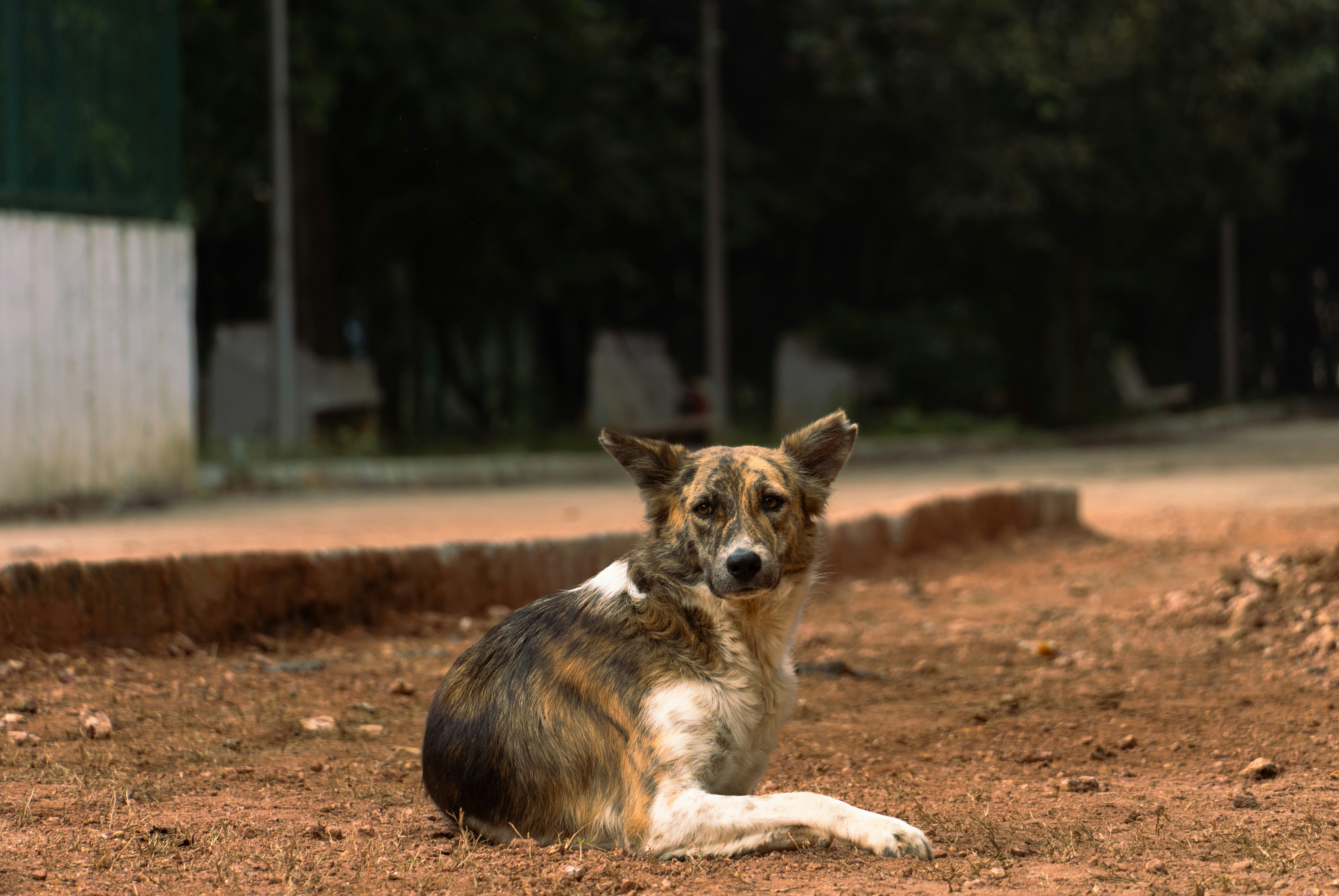 Dust-Kissed Respite: a brindle hound rests on a sunlit dirt road