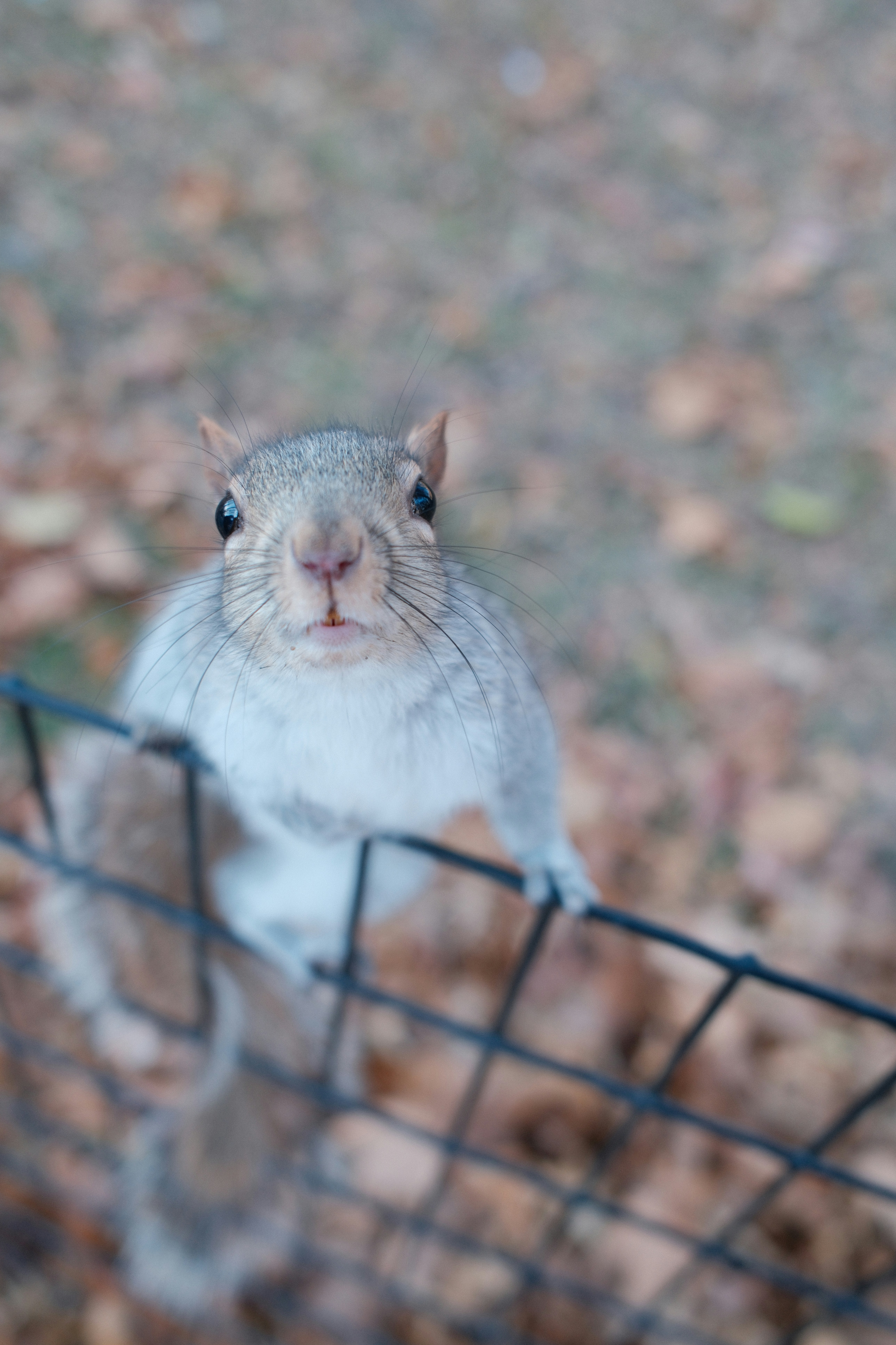 Close Encounter: A Squirrel Peering Over the Fence