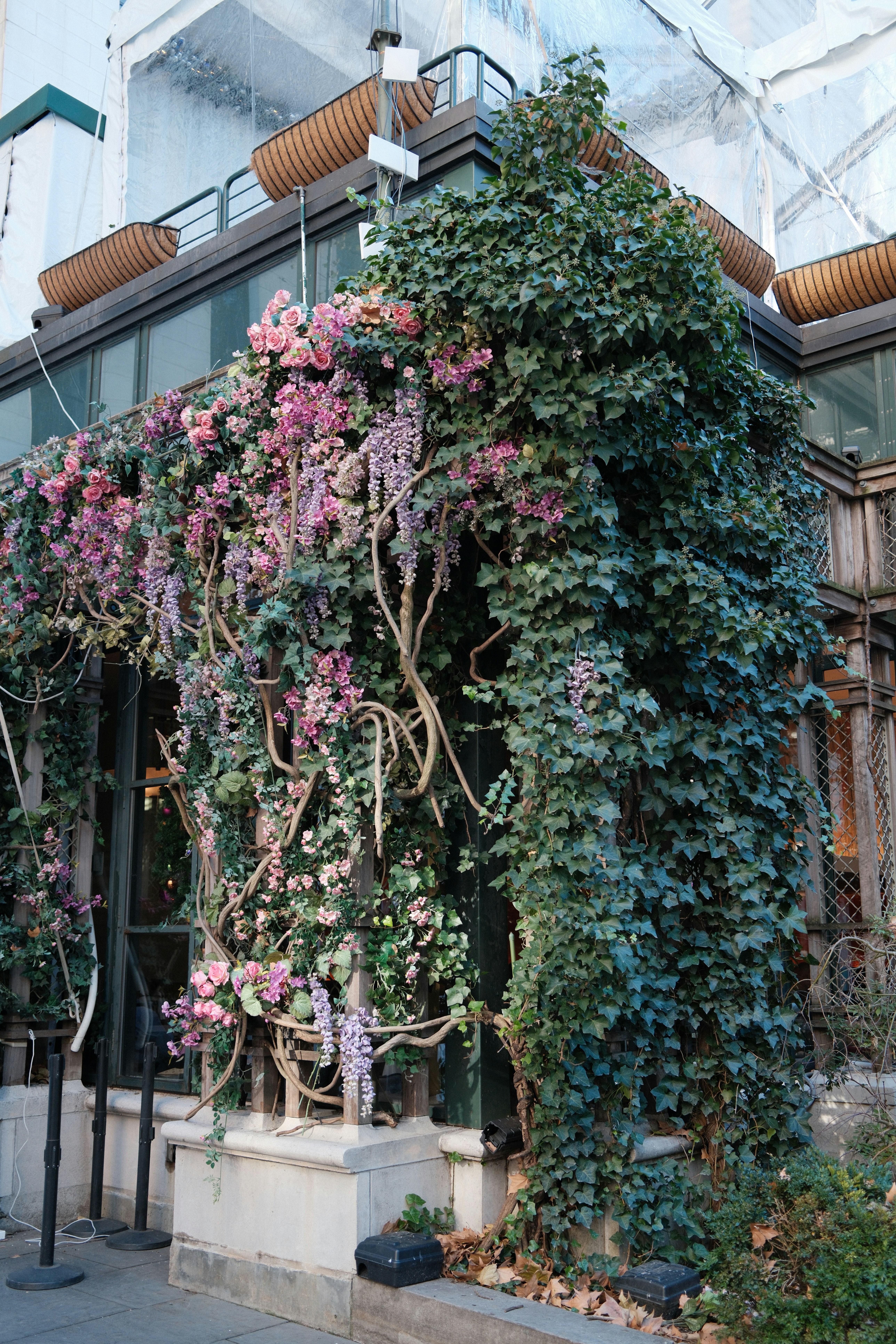 Wisteria Veils a Glass Corner: A Living Storefront