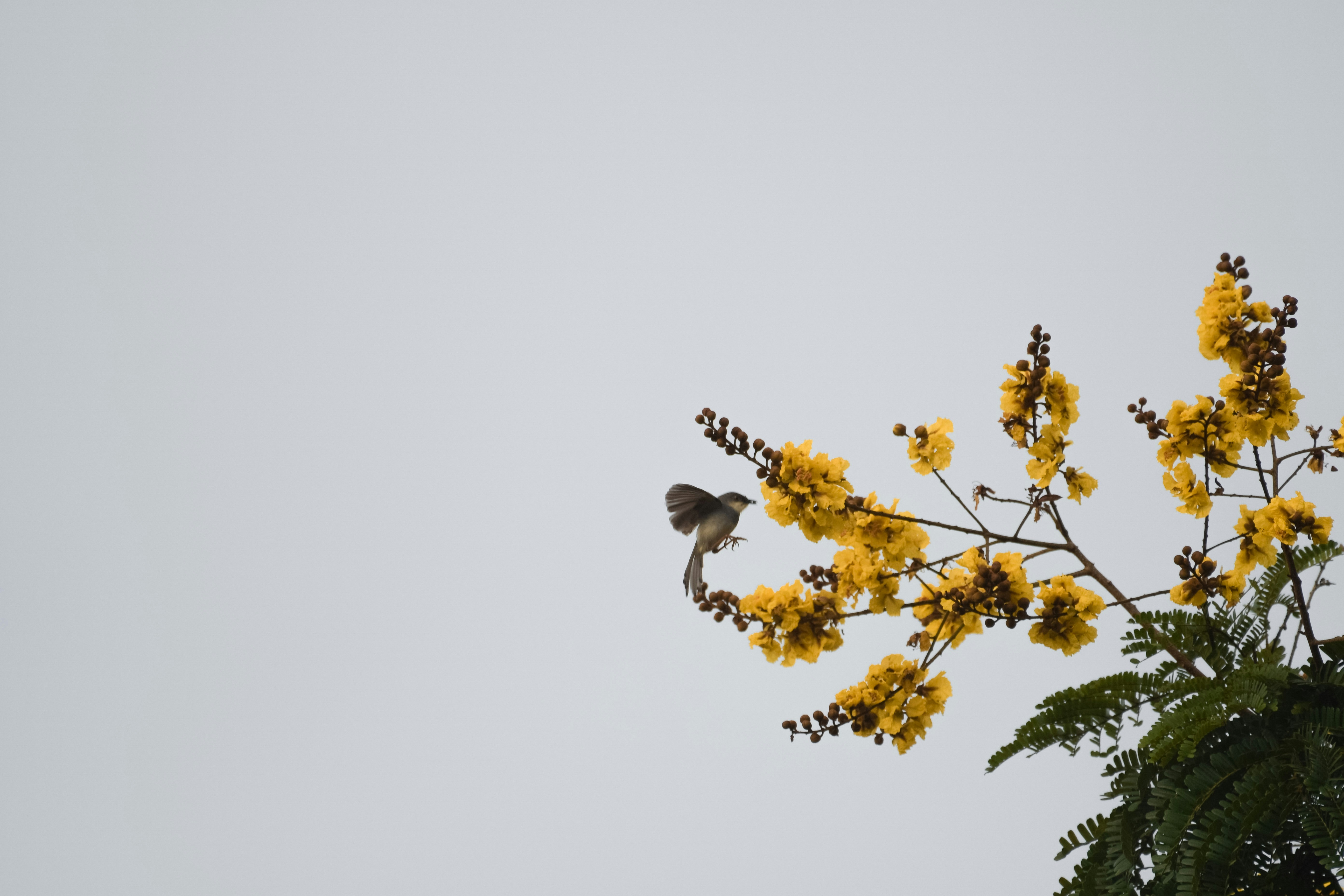 Winged Moment by the Golden Bloom