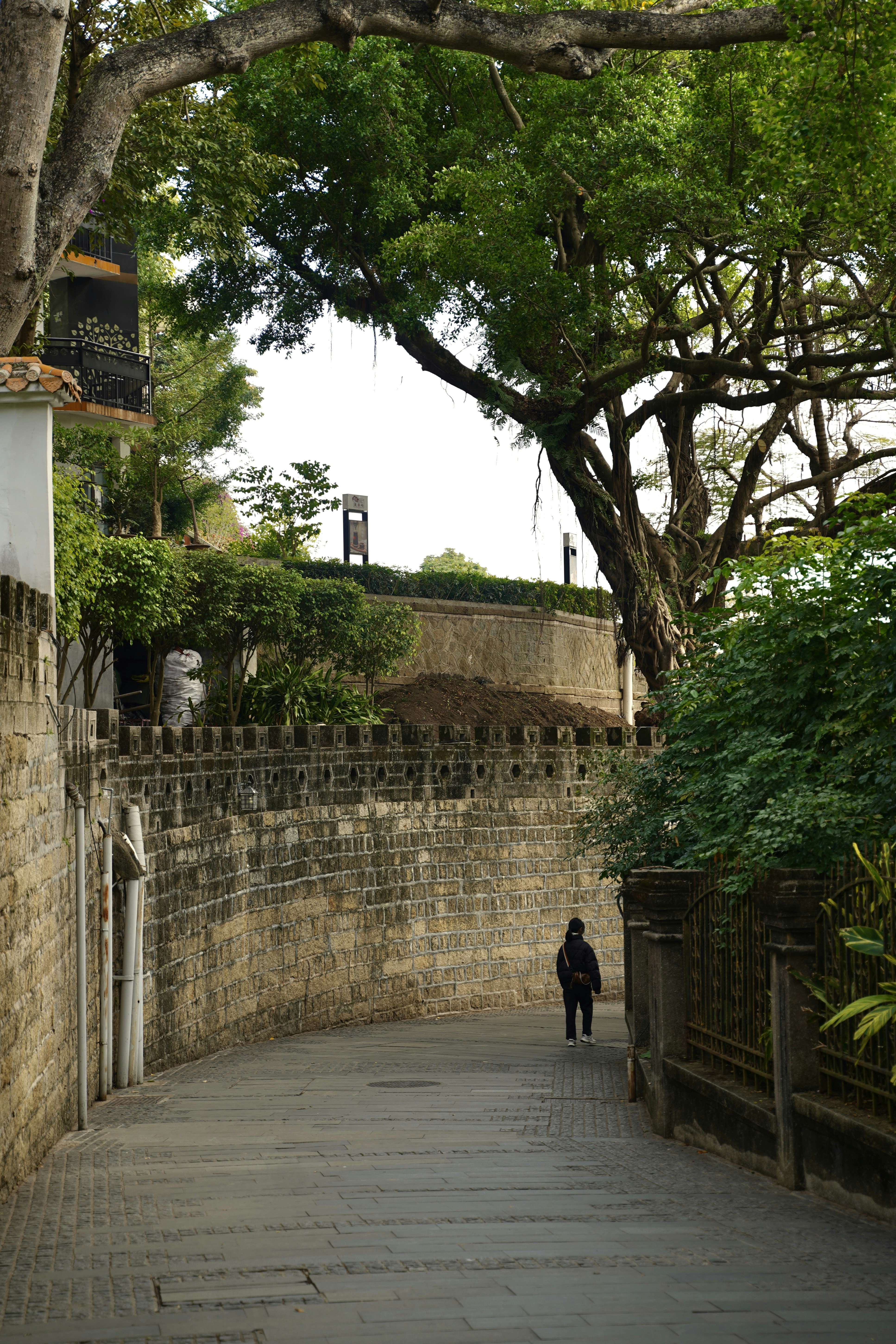Winding Path Through Nature's Embrace
