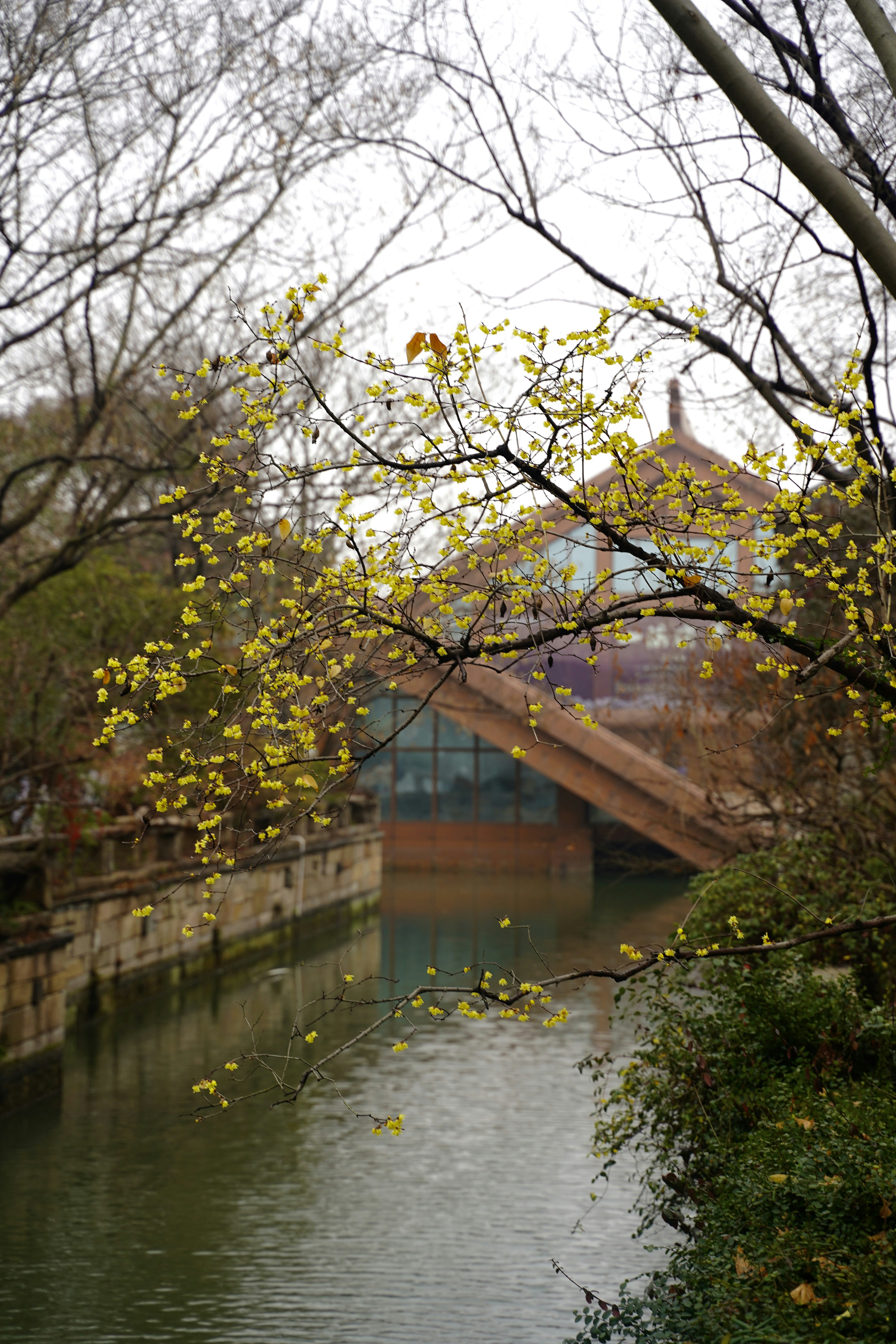 Forsythia Framing a Riverside Teahouse