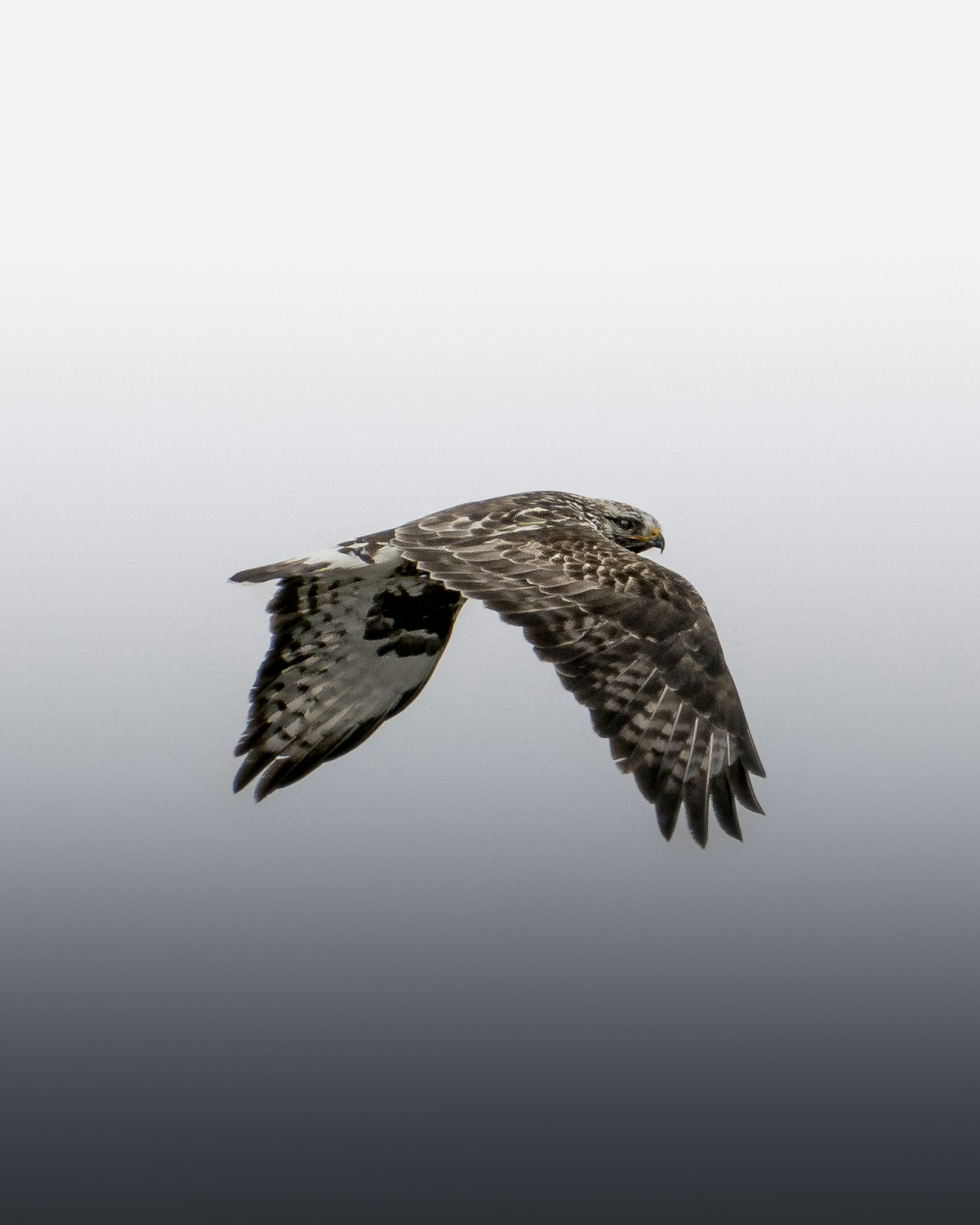 Hawk gliding through a soft gradient sky with detailed plumage in hues of brown and white.