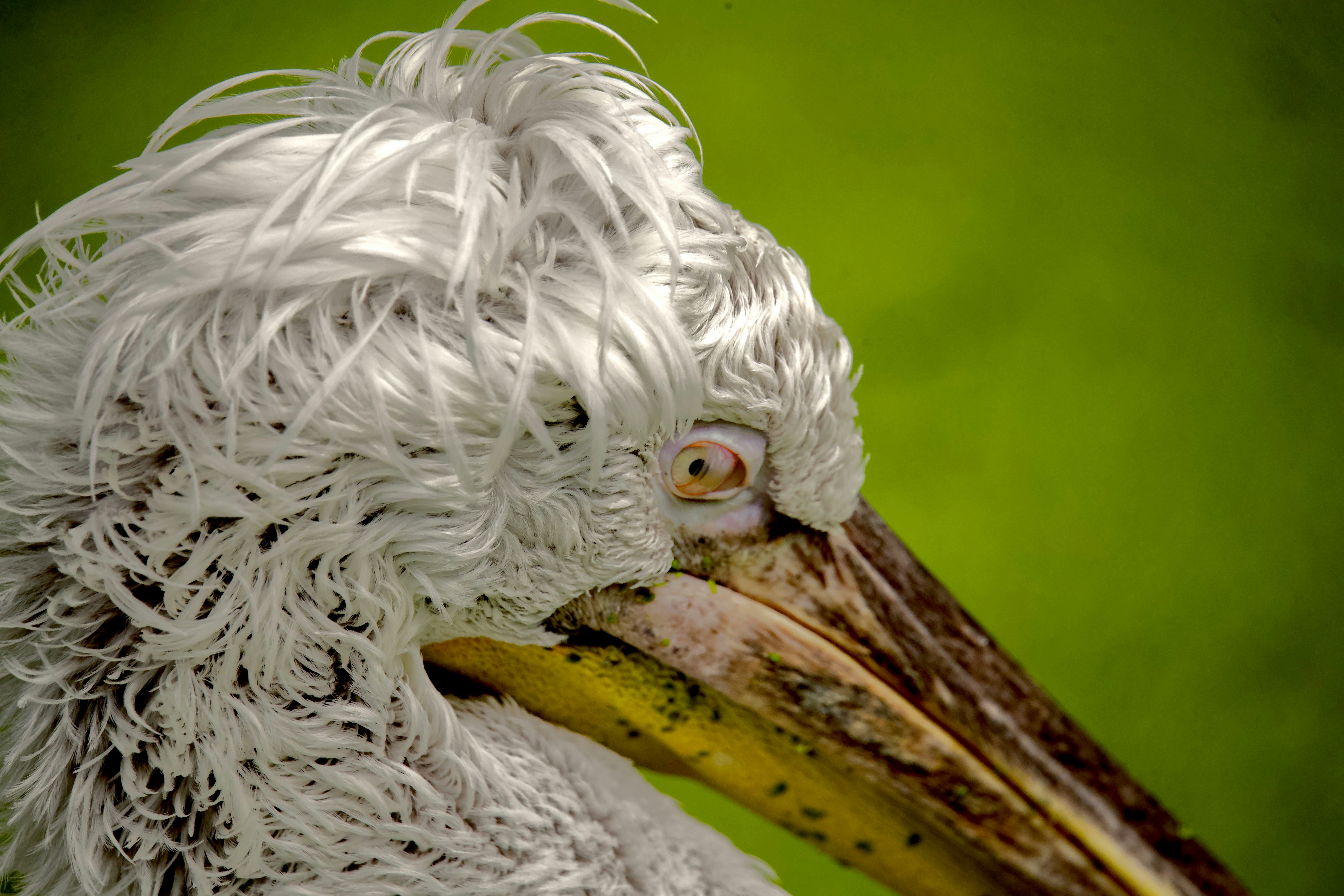 Tangled Crest, Yellow Gaze: Close-Up Pelican Head
