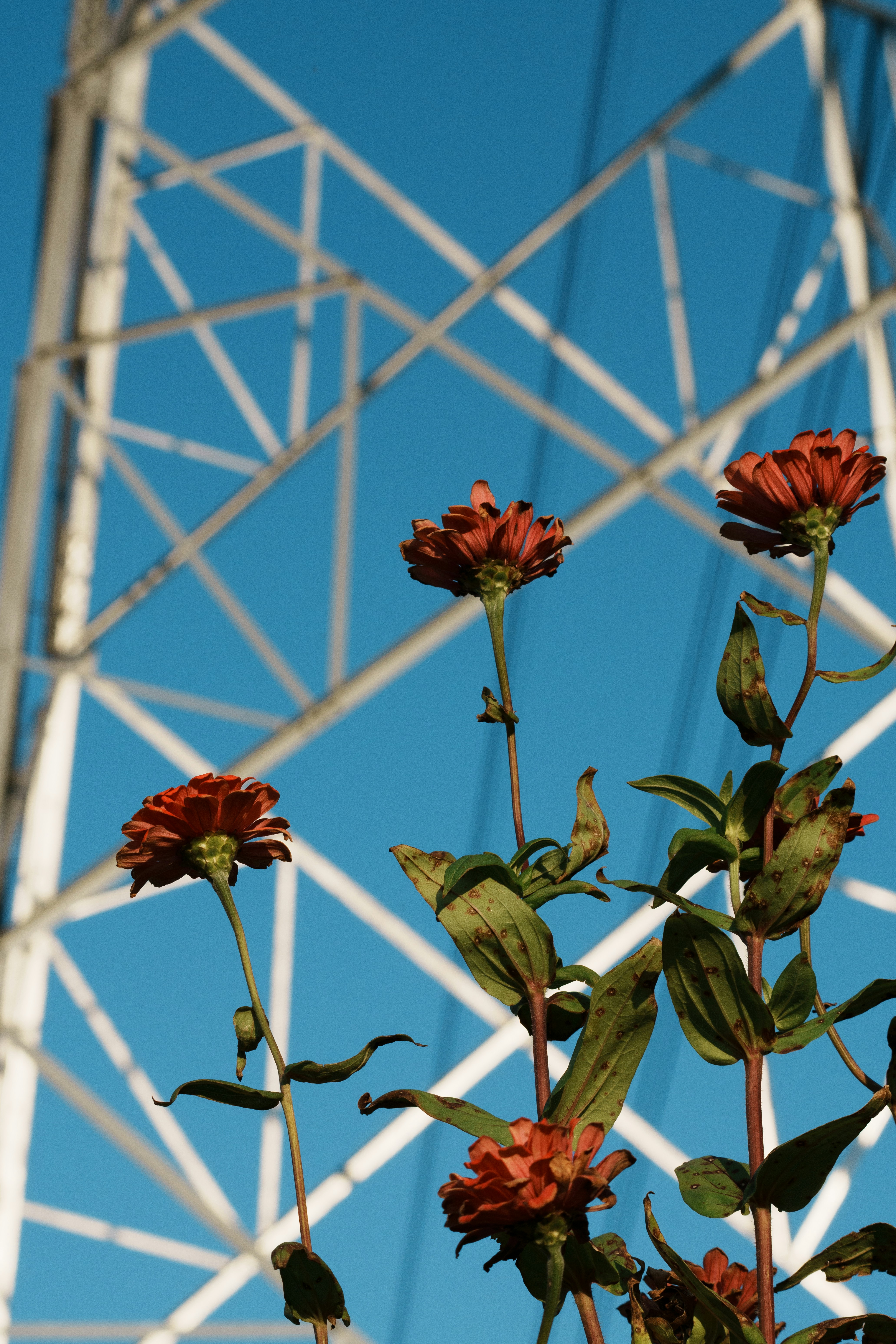Crimson Zinnias Framing a Skyward Lattice