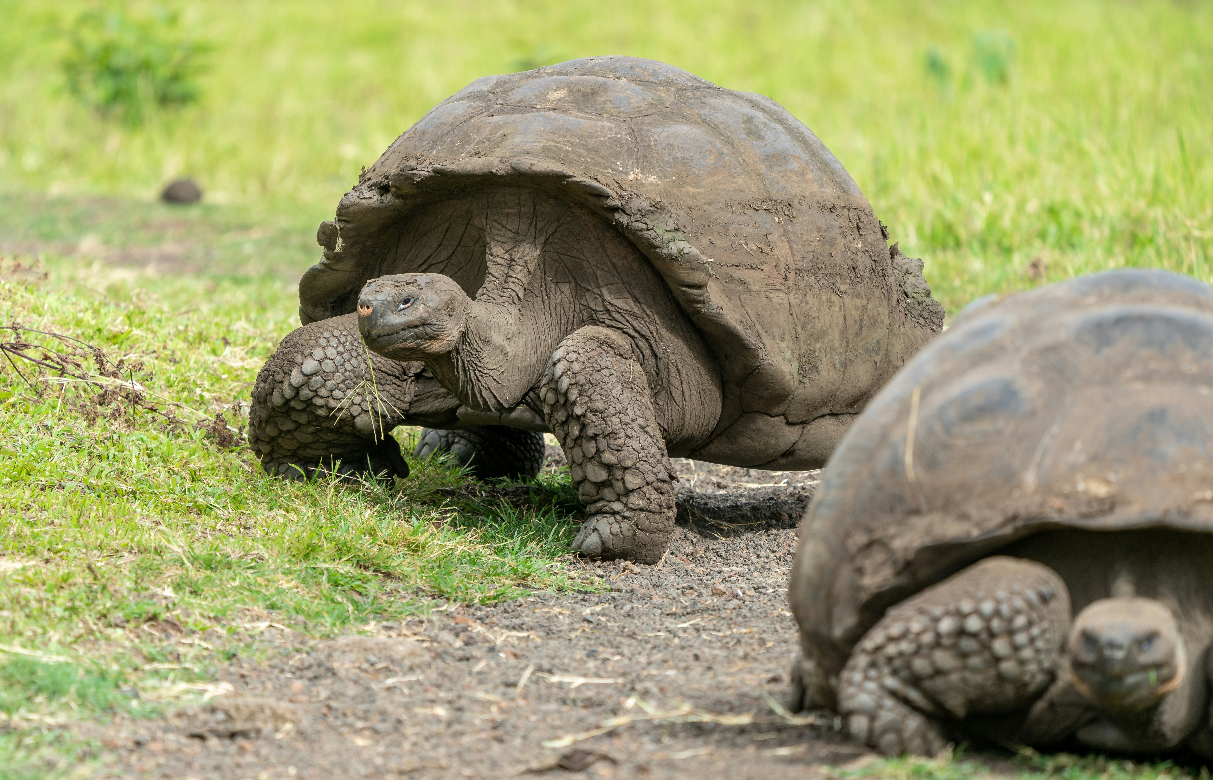 Two large tortoises walking on a dirt road photo – Free Animal Image on Unsplash