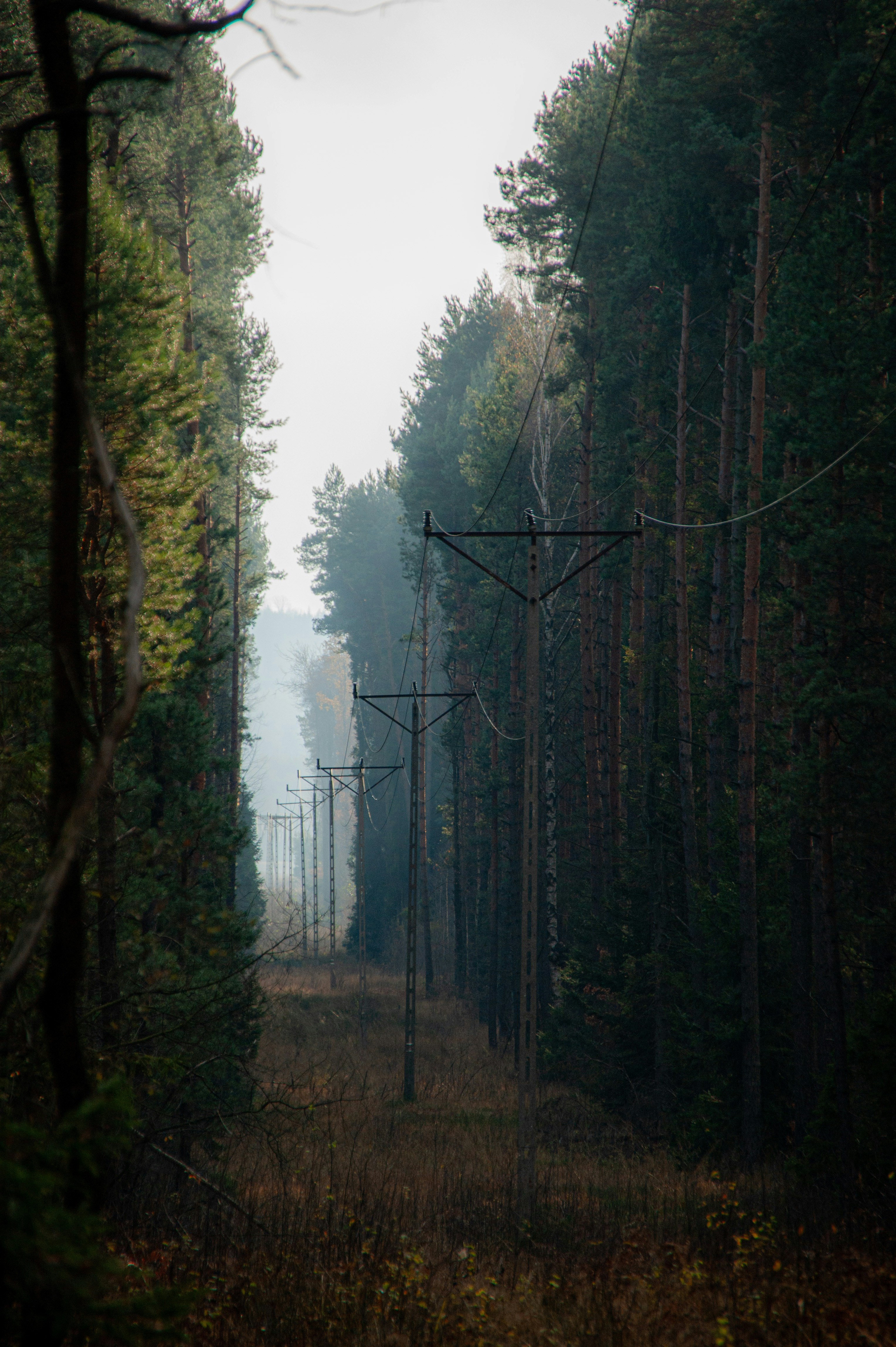 Vanishing Point Down the Pine Alley
