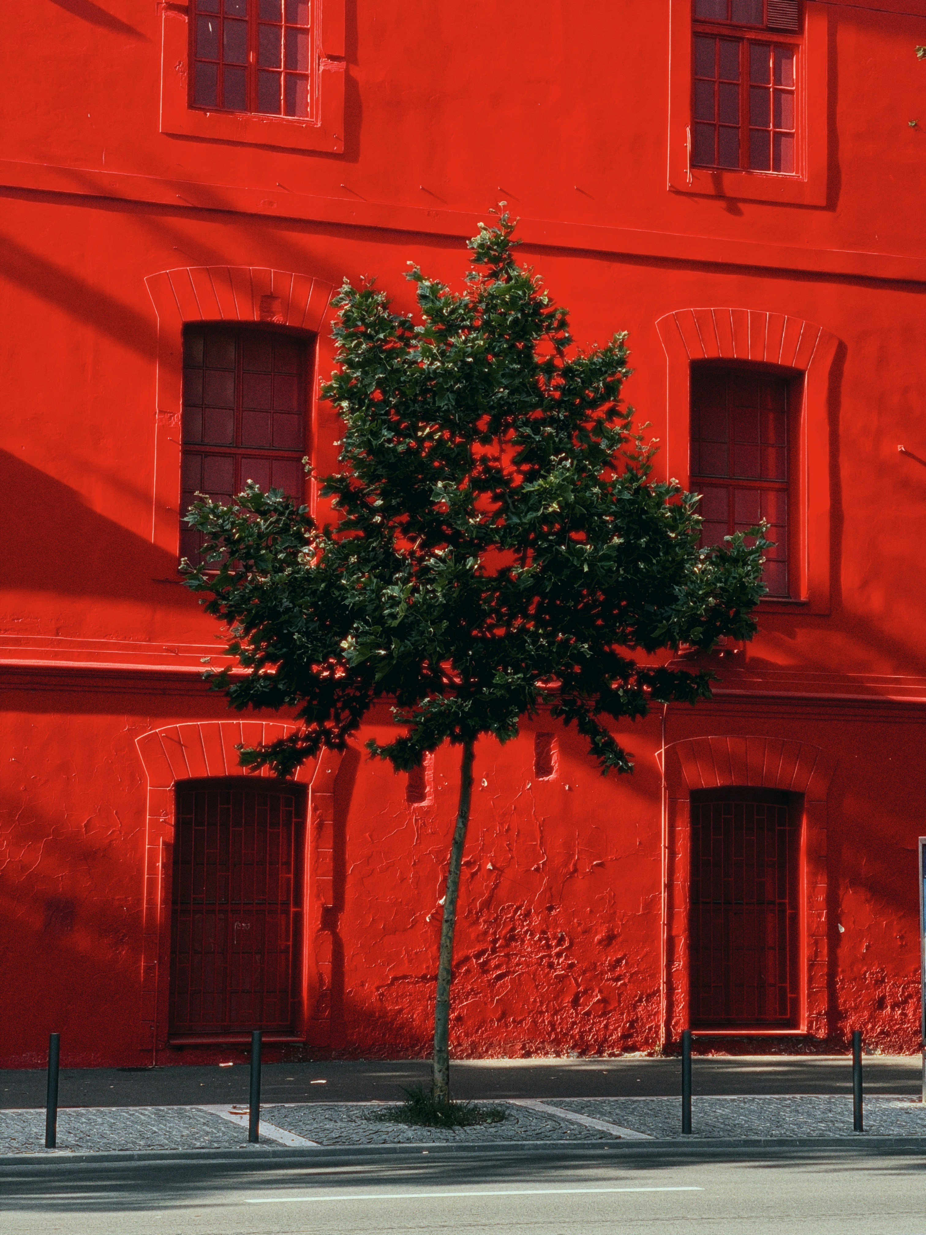 A tree against the background of a red building. Rijeka, Croatia