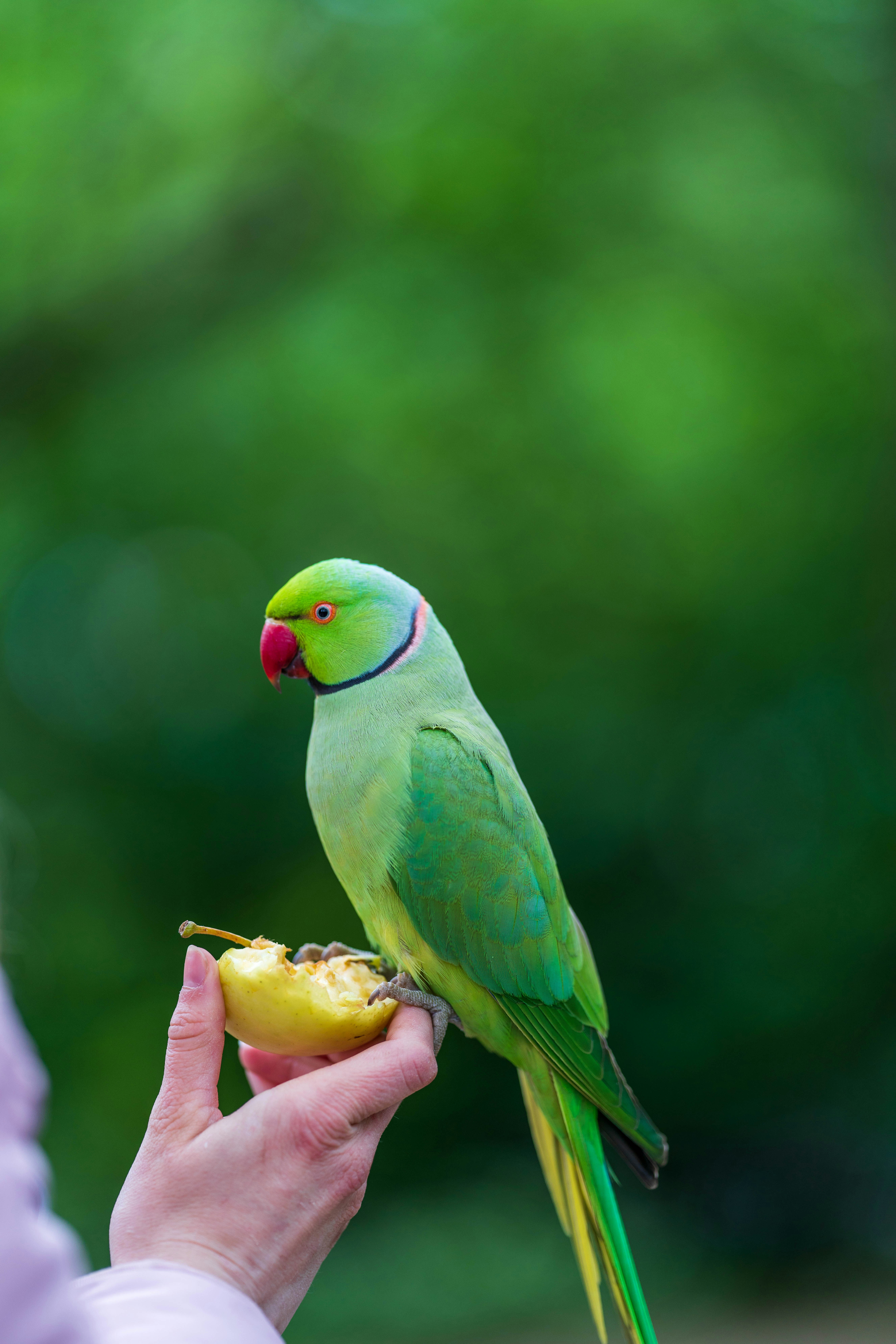 Green lorikeet on a sunlit snack break