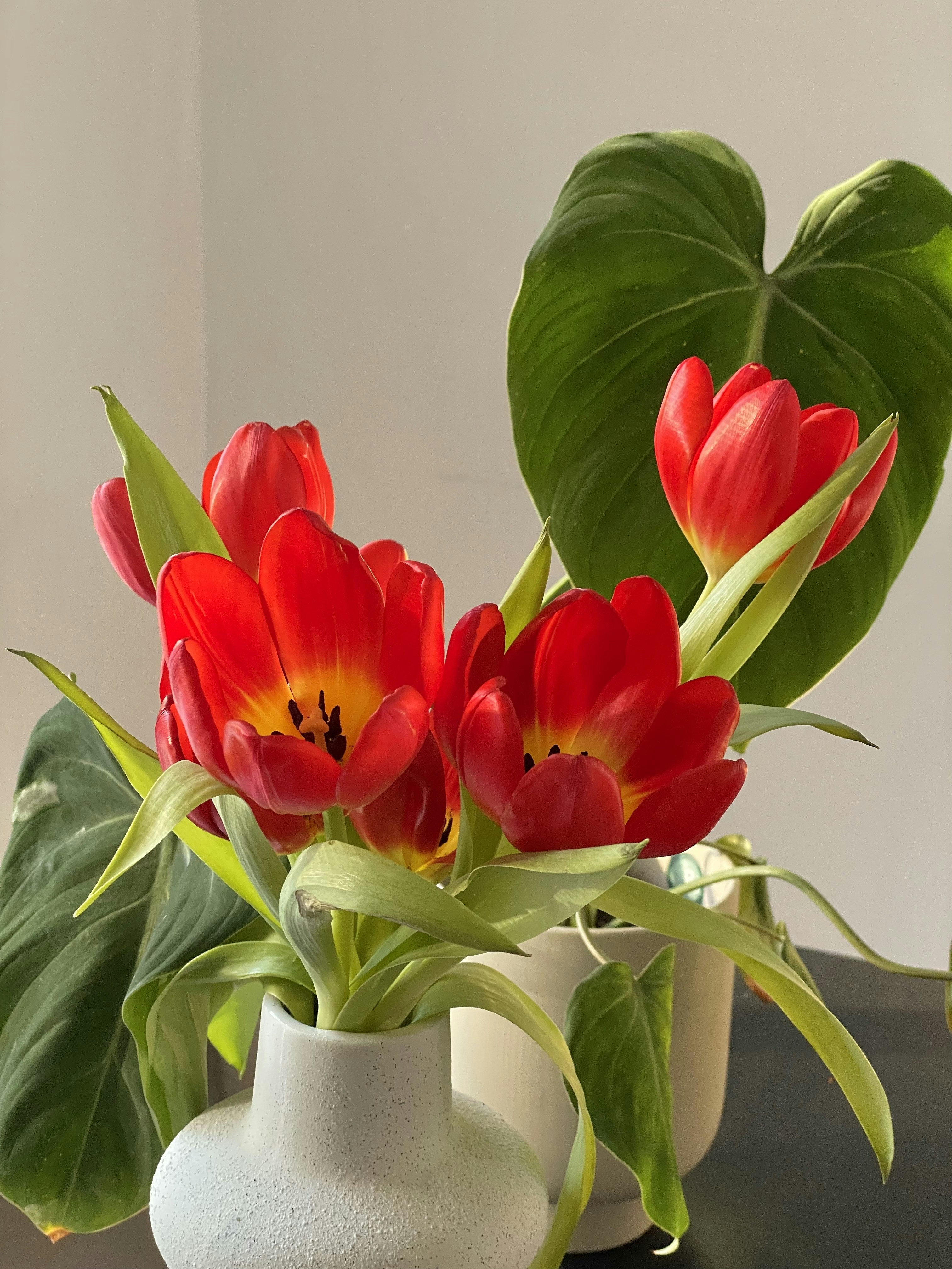 Crimson Tulips in a Pale Vase: Sunlit Velvet Petals and Verdant Leaves