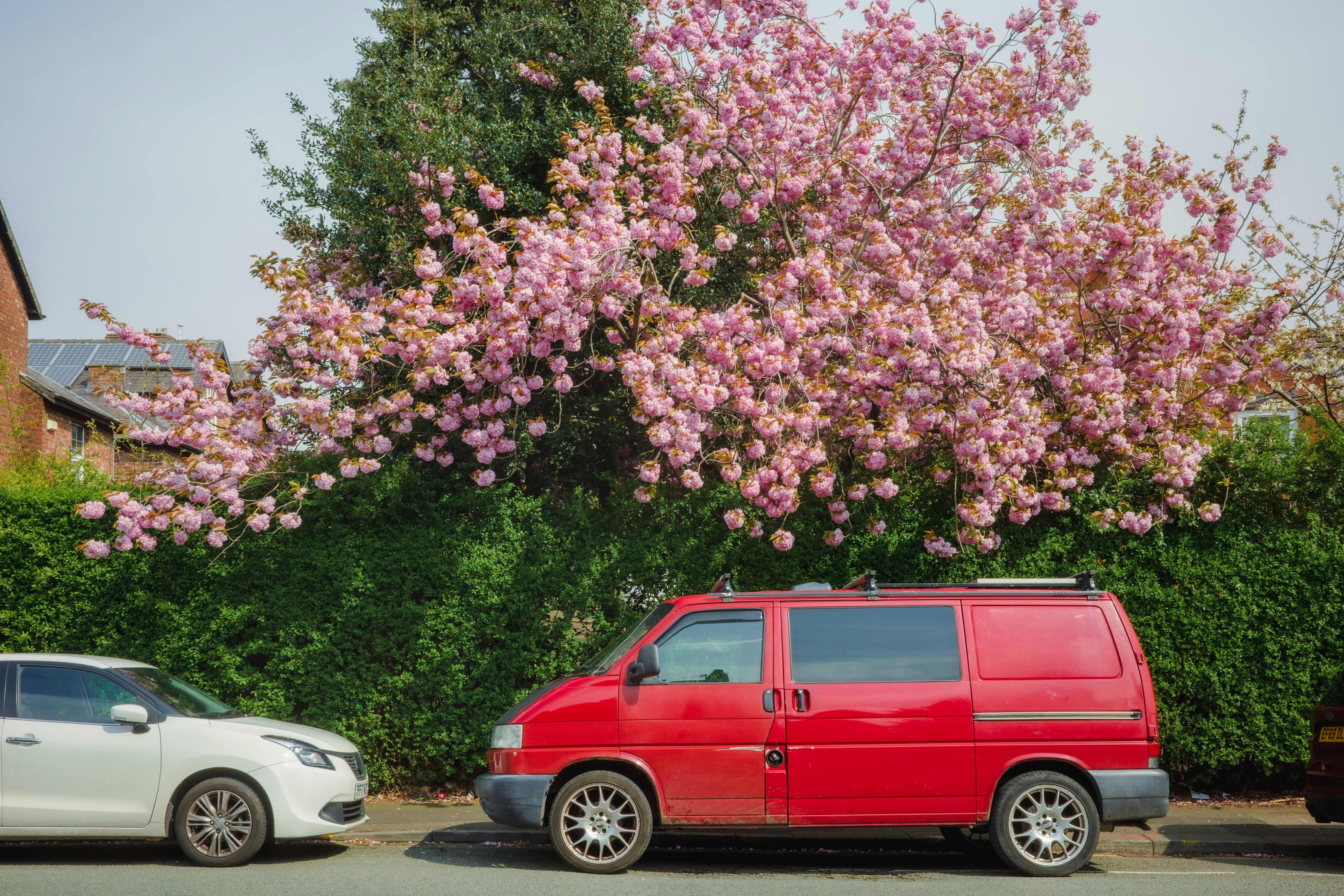Red van under a spring bloom canopy along a quiet street