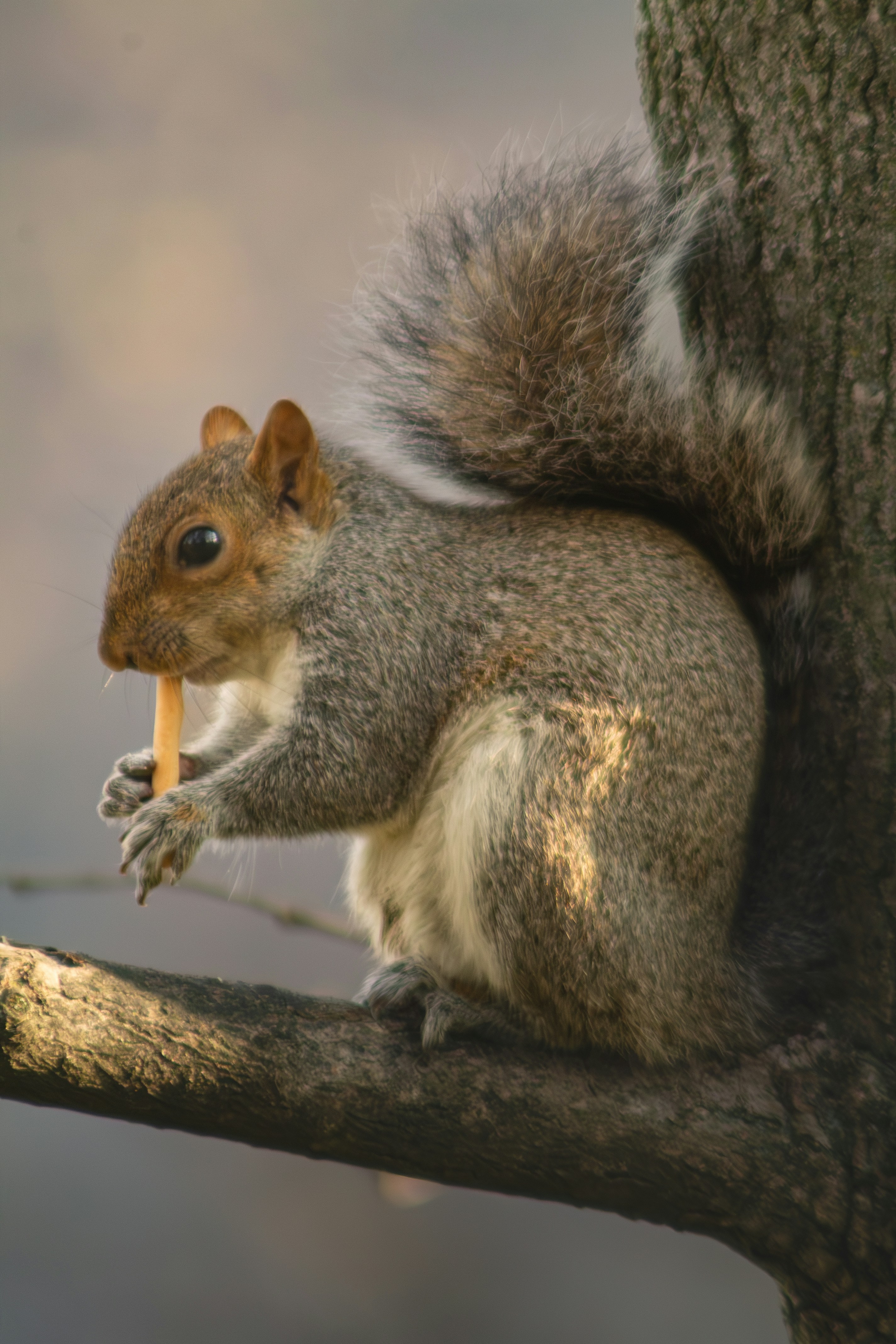 Nibbling on a Sun-Dappled Twig: Squirrel Perched on a Weathered Branch